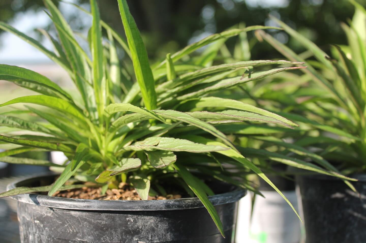Ruellia, Dwarf Katie's | Painted Flower Farm