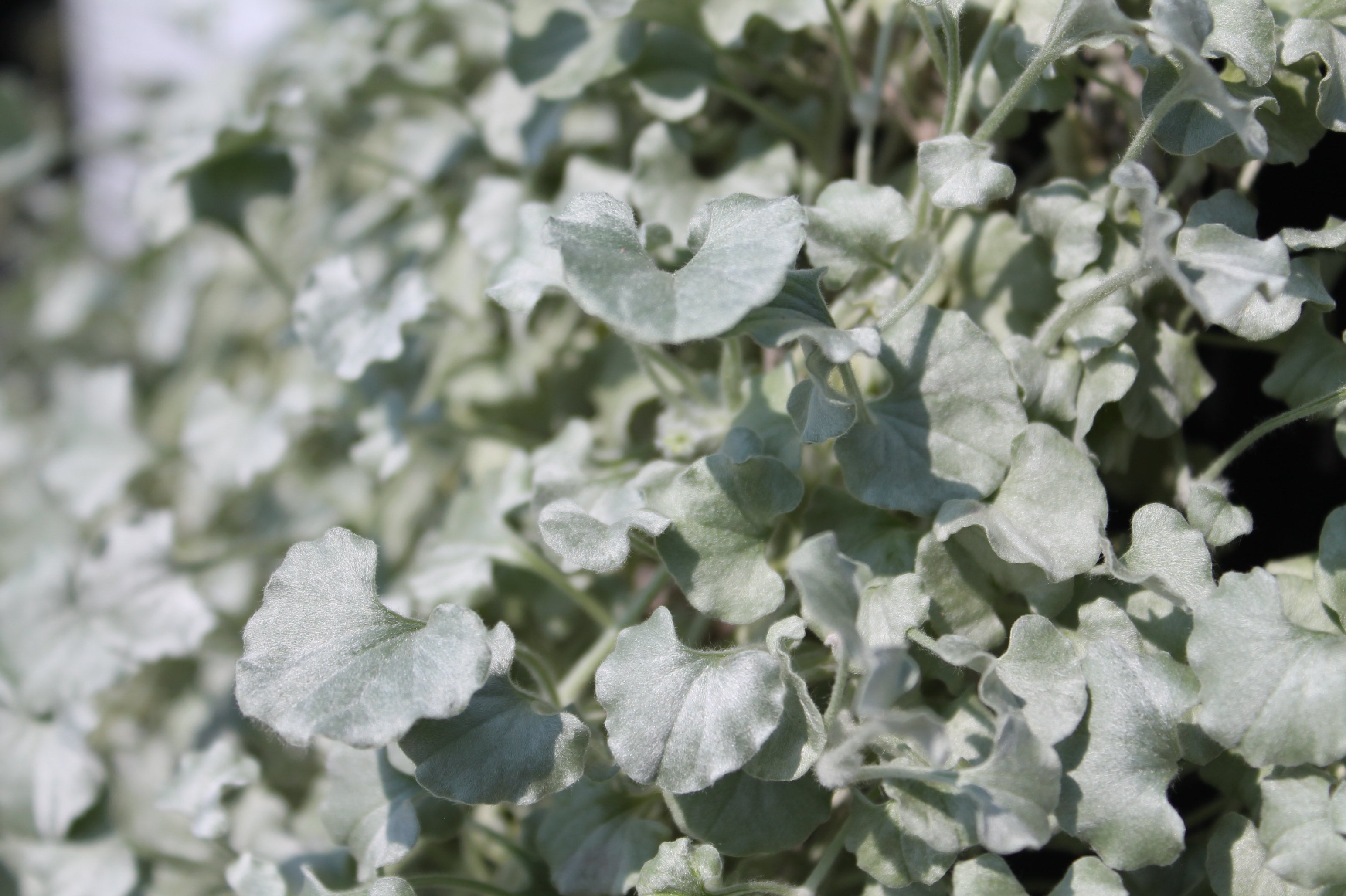 Ponyfoot, Silver | Painted Flower Farm