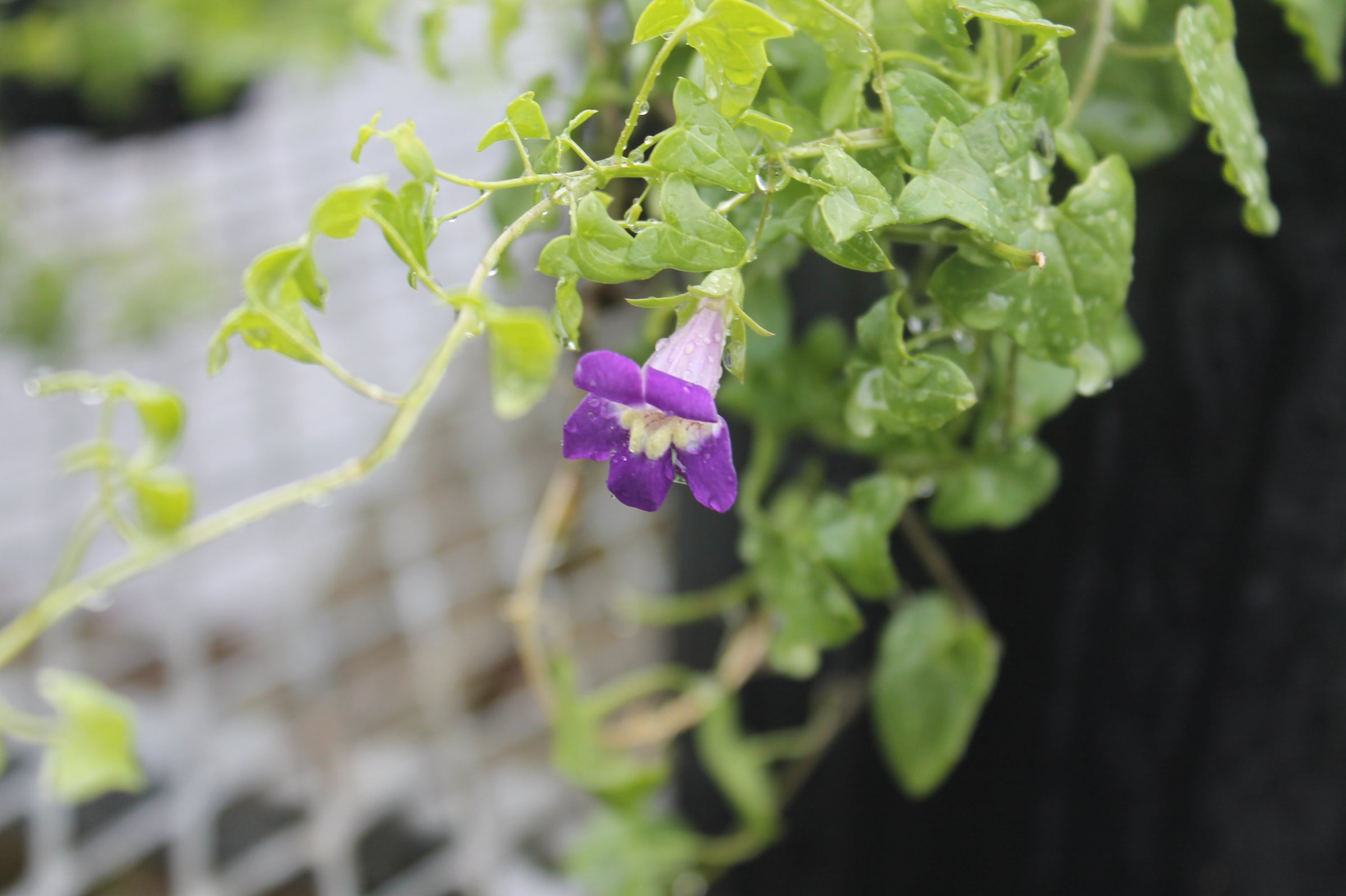 snapdragon vine zone