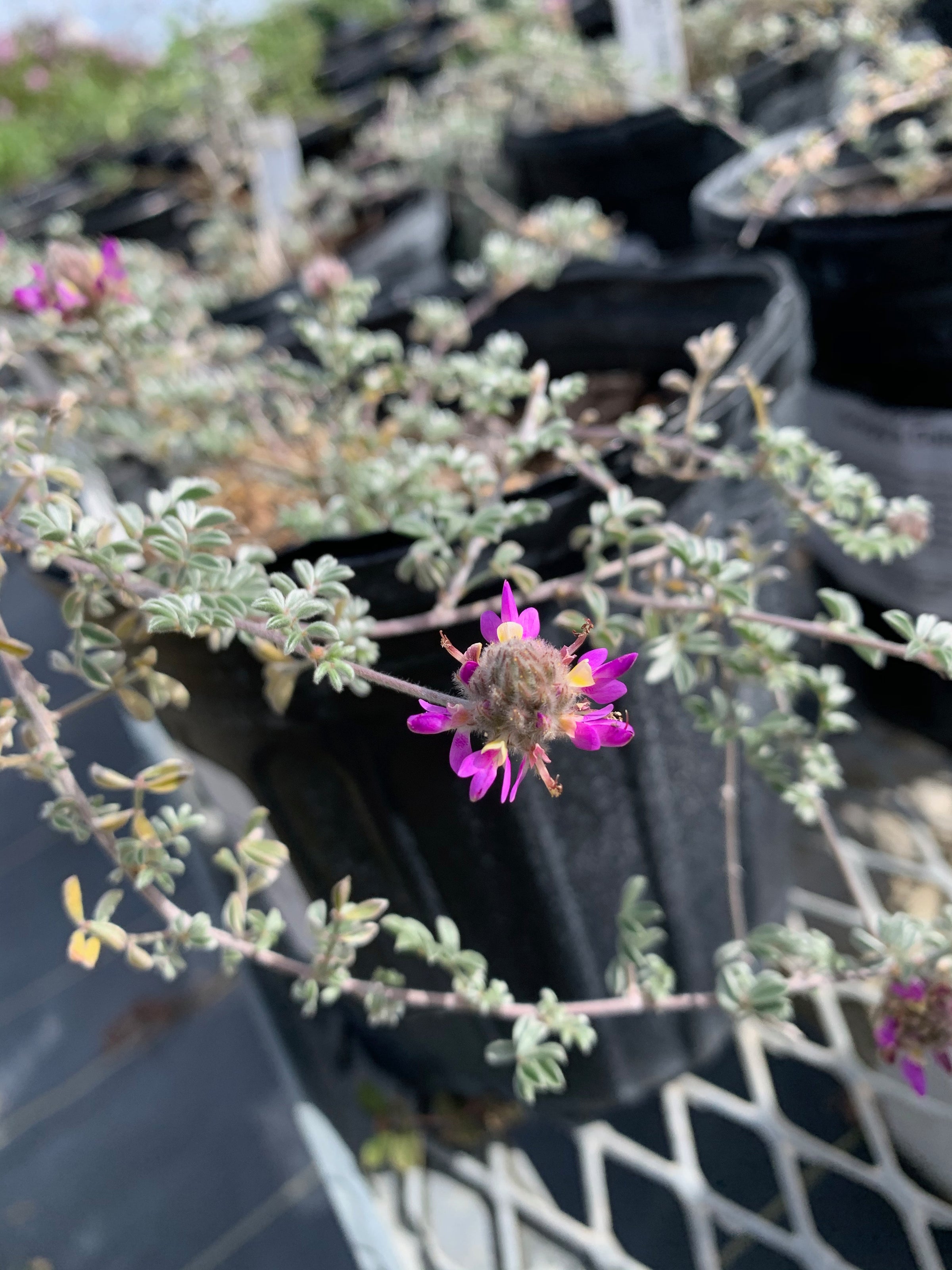 Dalea, Gregg's | Painted Flower Farm