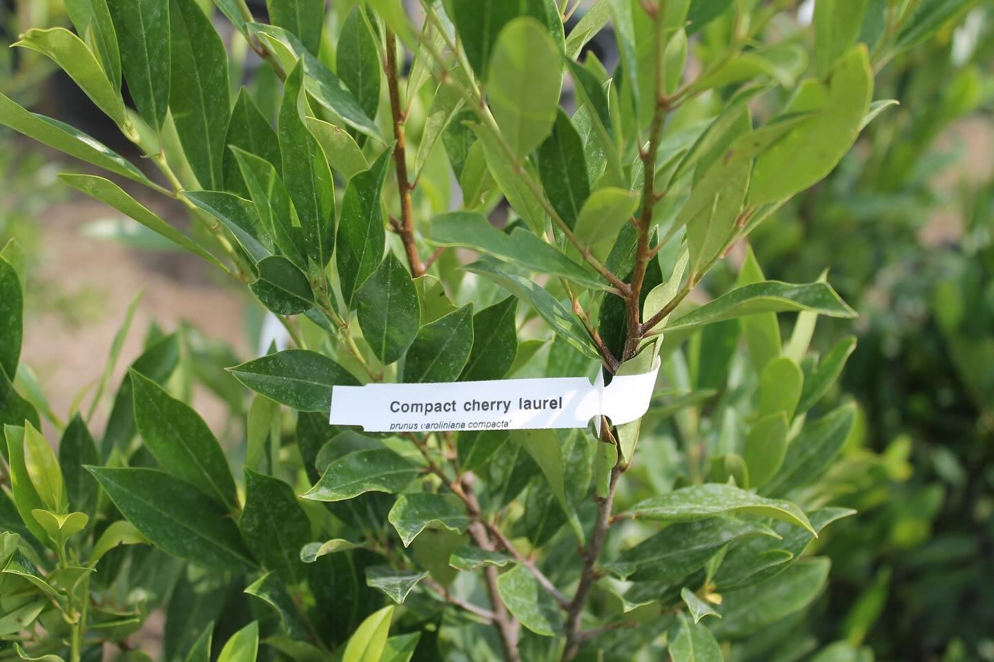 Cherry Laurel, Compact | Painted Flower Farm