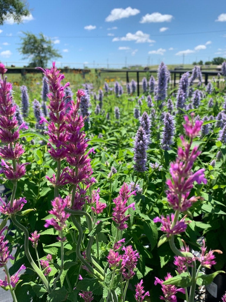 Agastache, Arcado Pink | Painted Flower Farm
