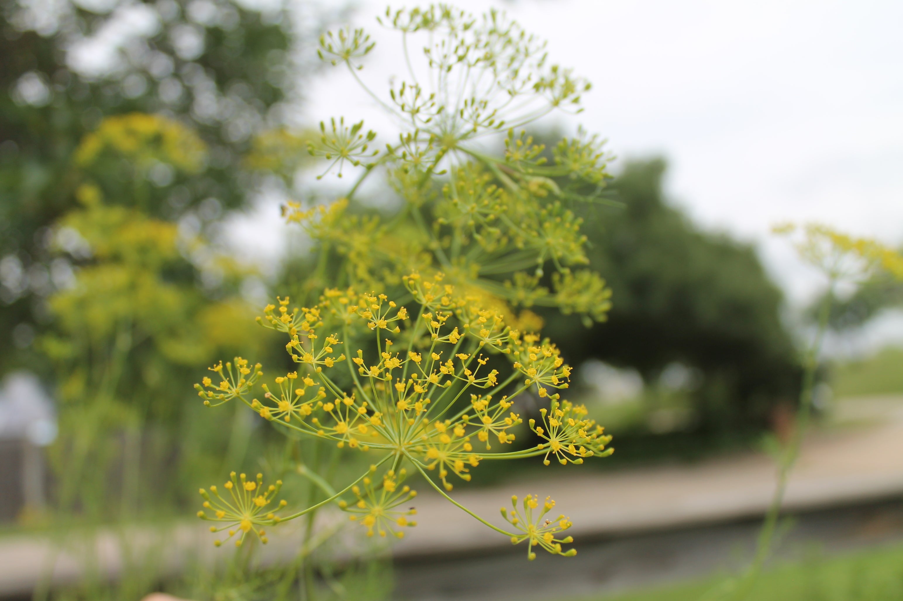 Dill, Elephant | Painted Flower Farm