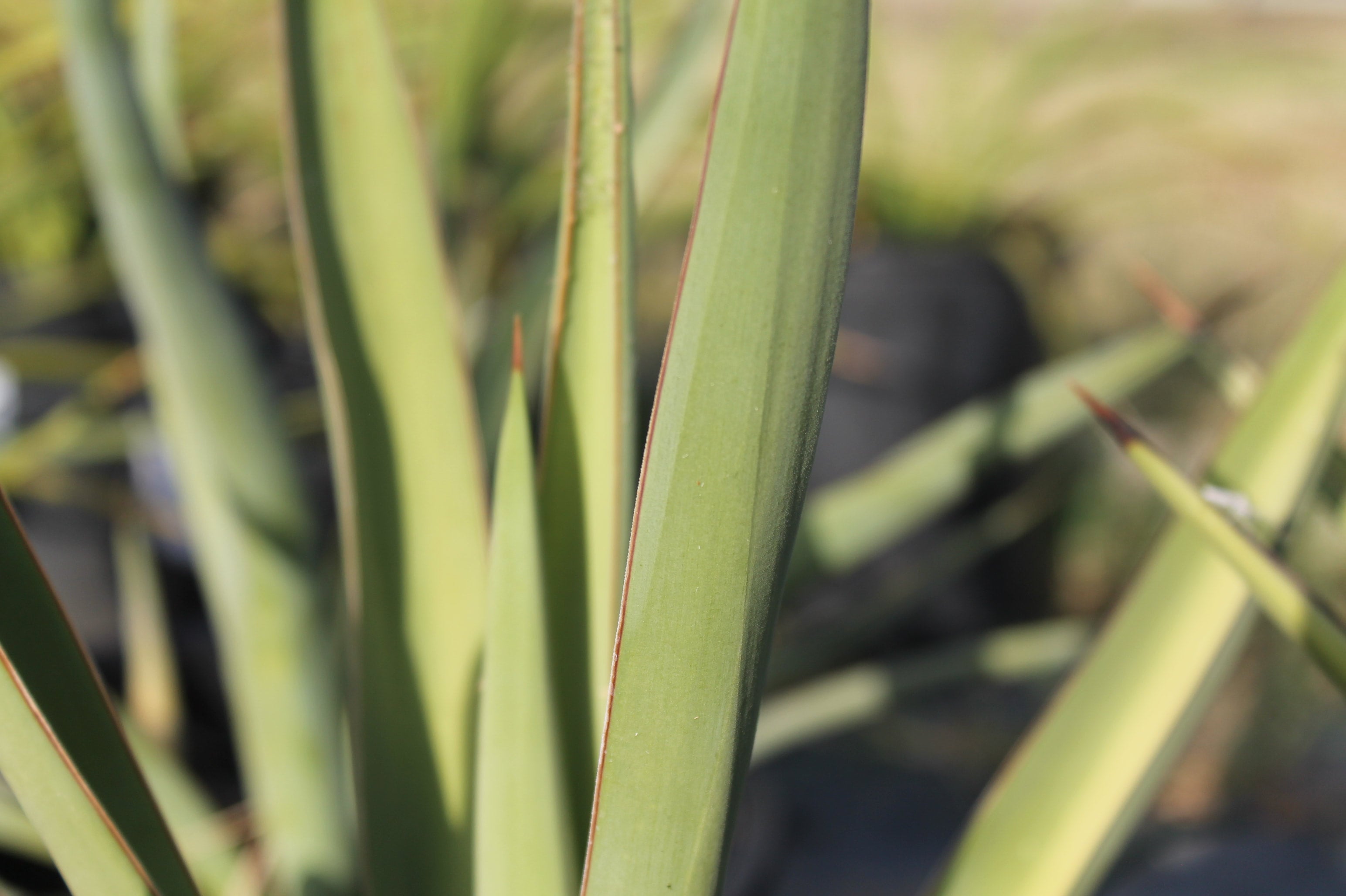 Yucca, Spanish Dagger | Painted Flower Farm
