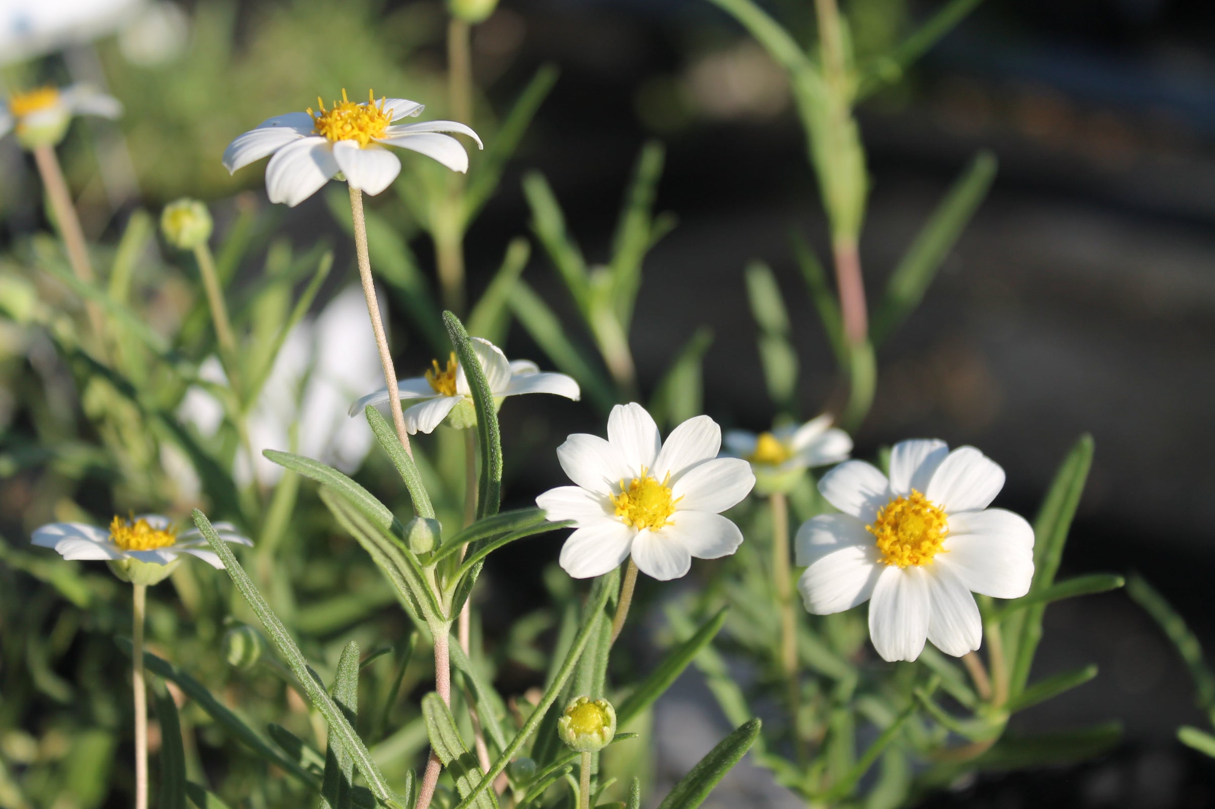 Daisy, Blackfoot | Painted Flower Farm