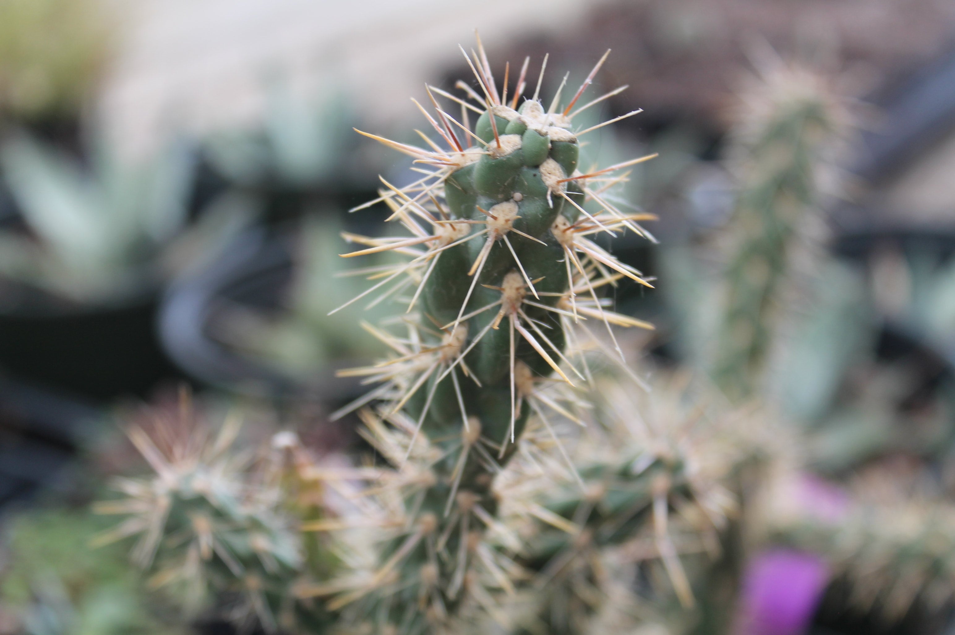 Cholla, Santa Fe | Painted Flower Farm