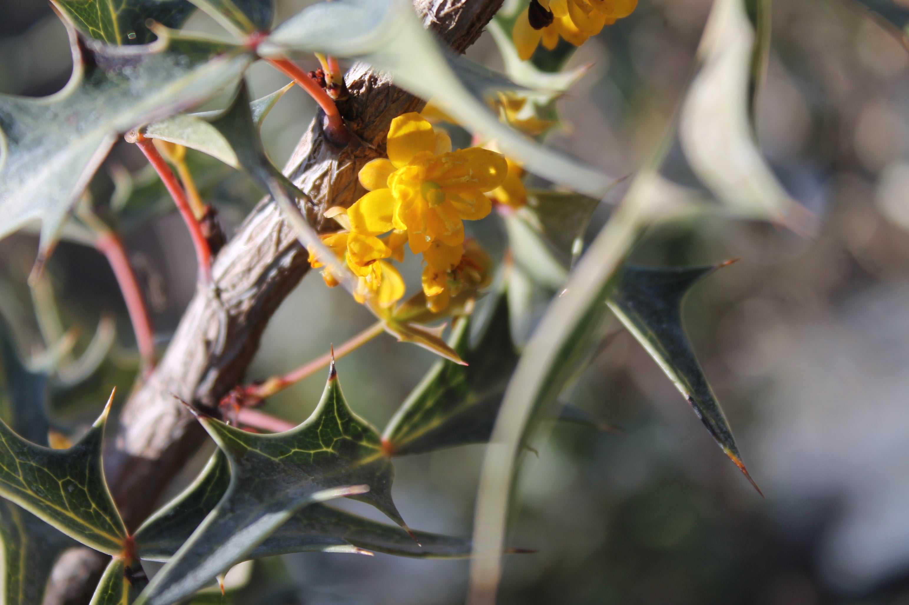 Agarita | Painted Flower Farm
