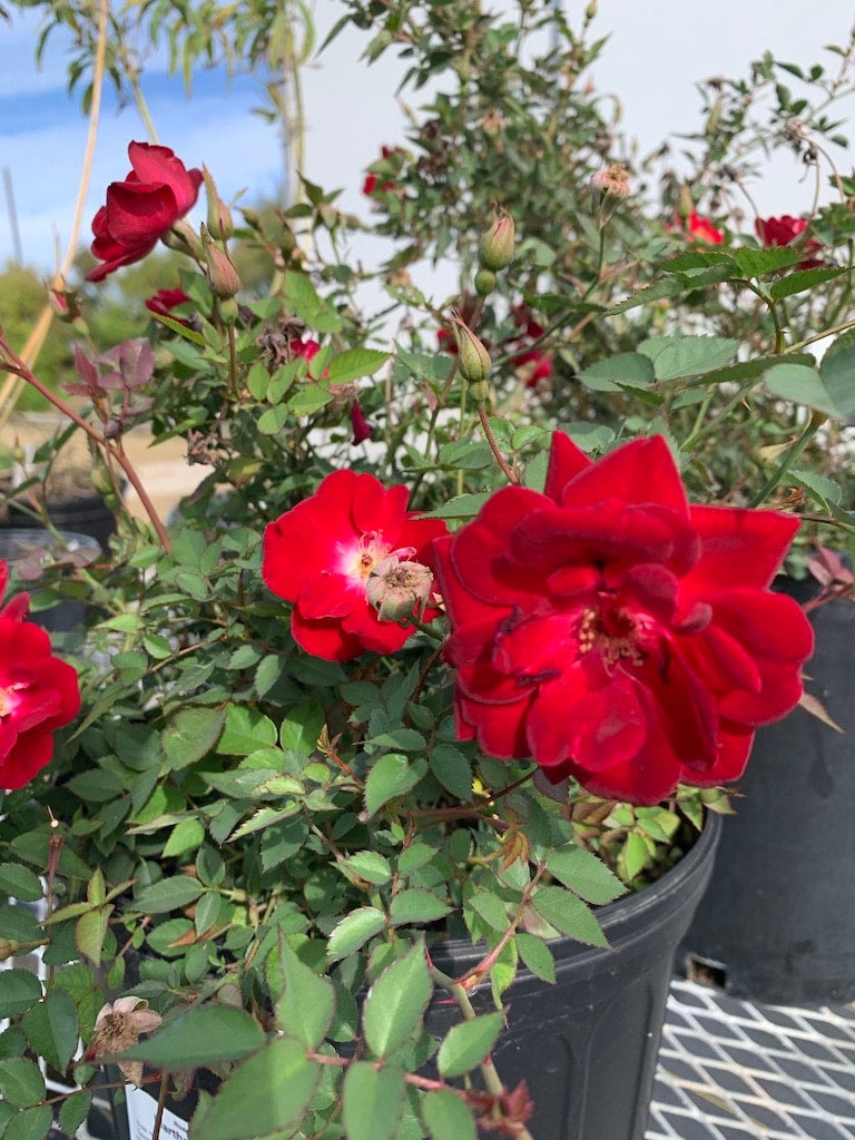 Rose, Martha Gonzales | Painted Flower Farm