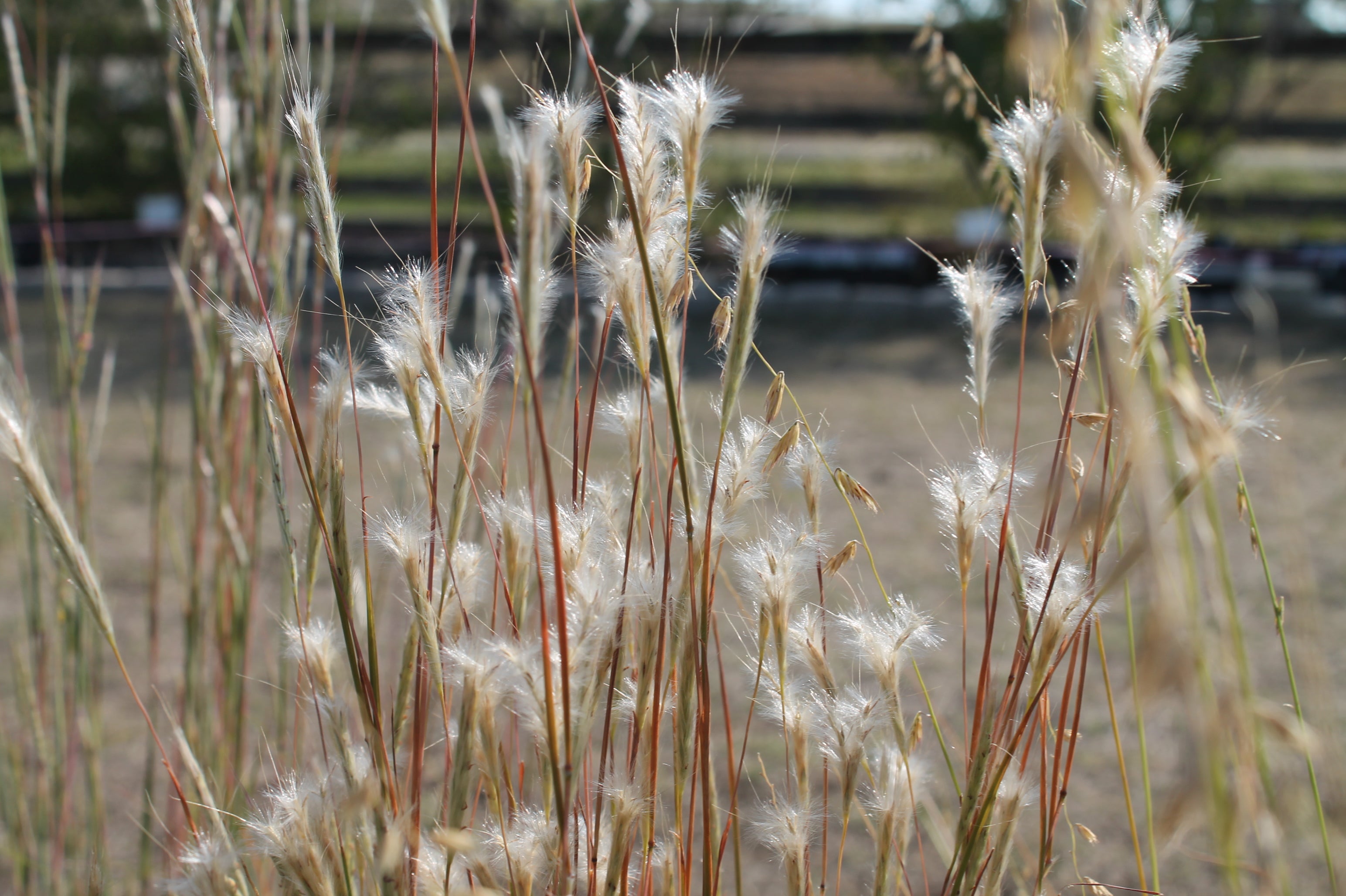 Bluestem, Split-Beard | Painted Flower Farm