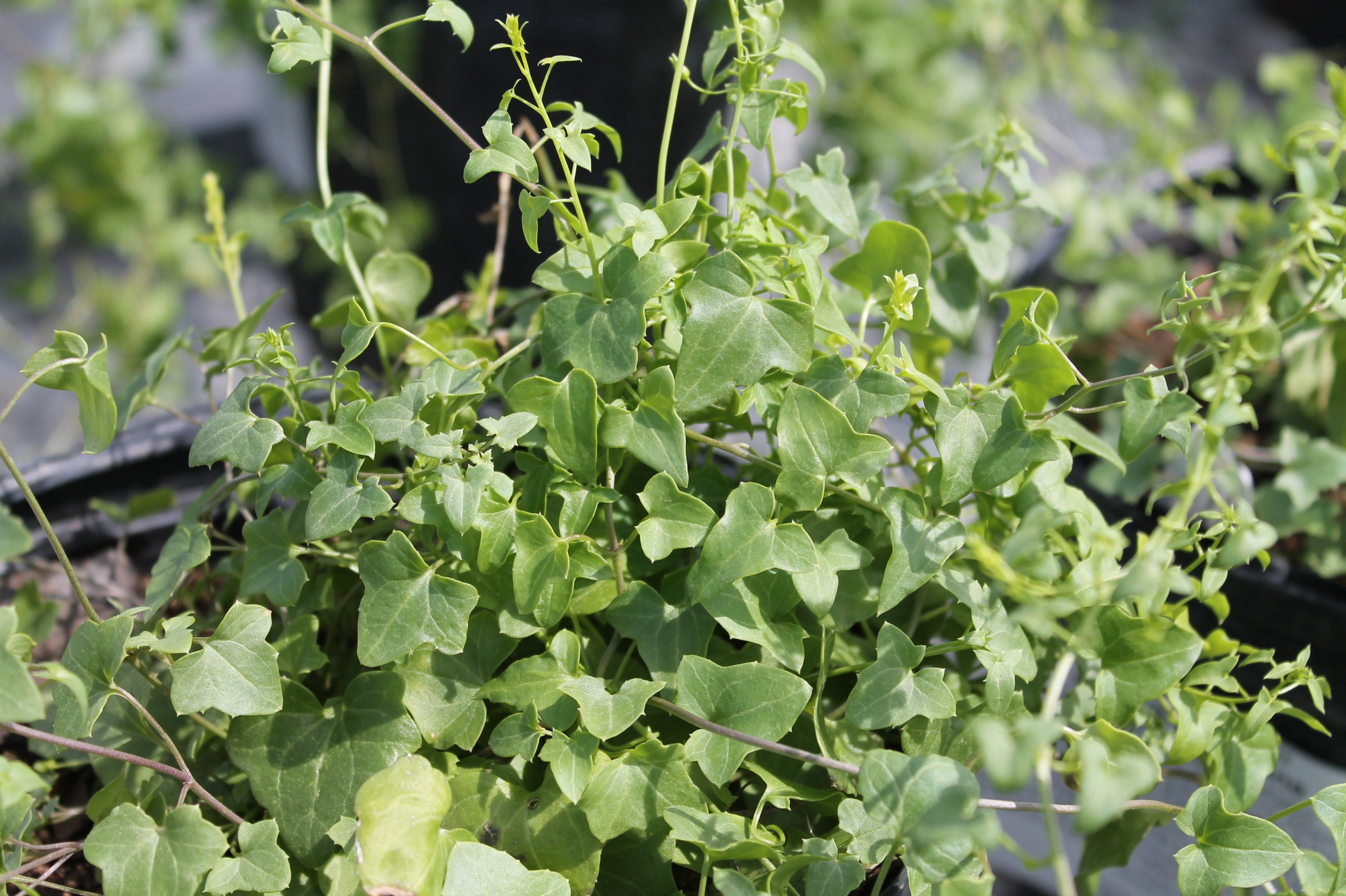 snapdragon vine zone