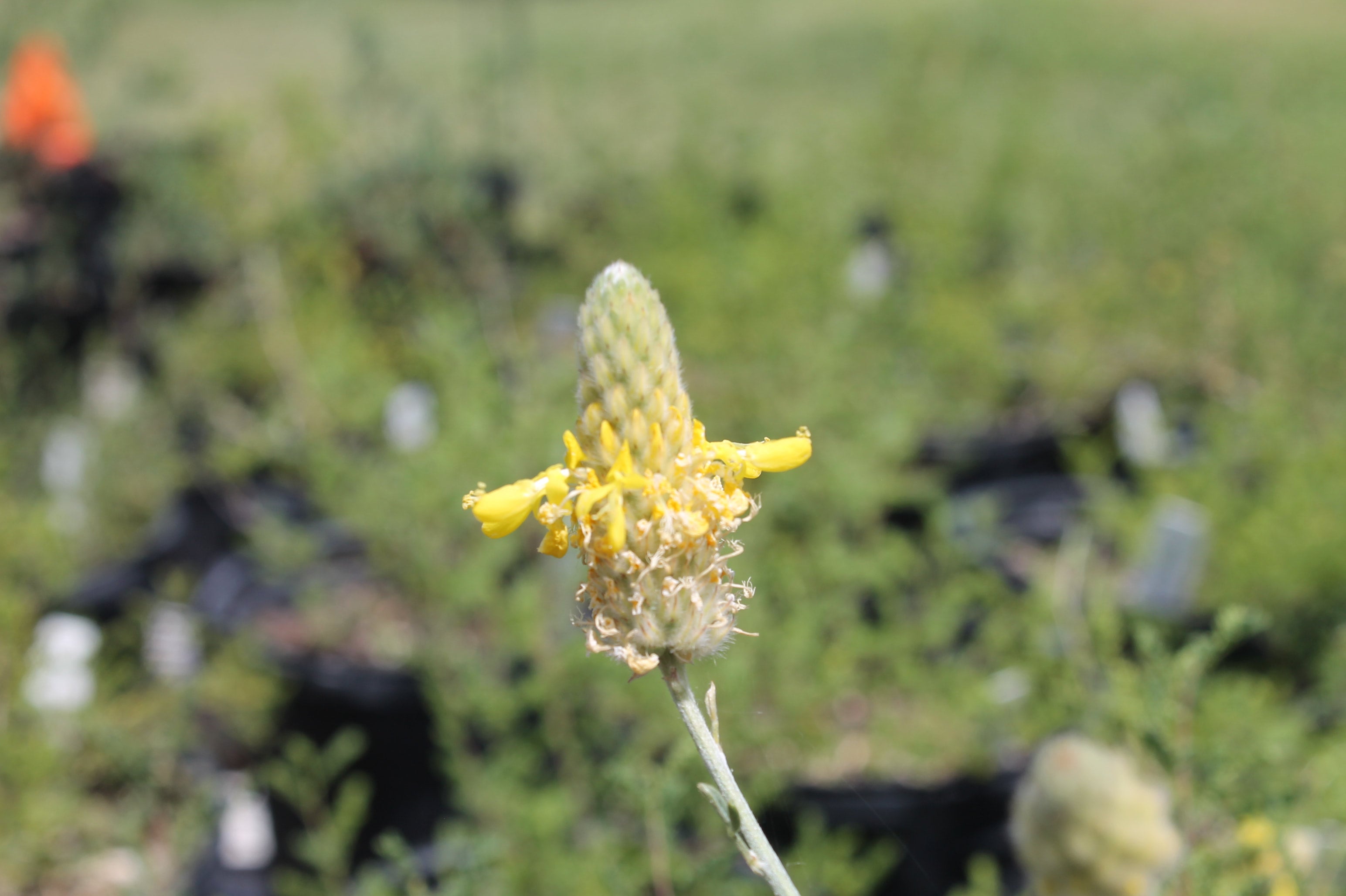 Dalea, Golden | Painted Flower Farm