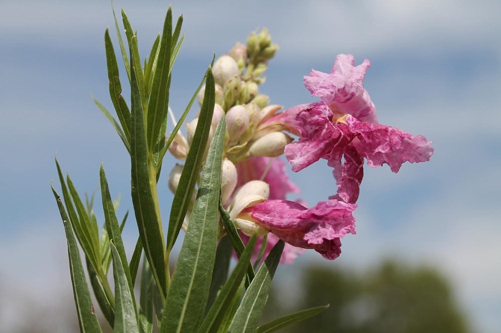 sweet bubba desert willow