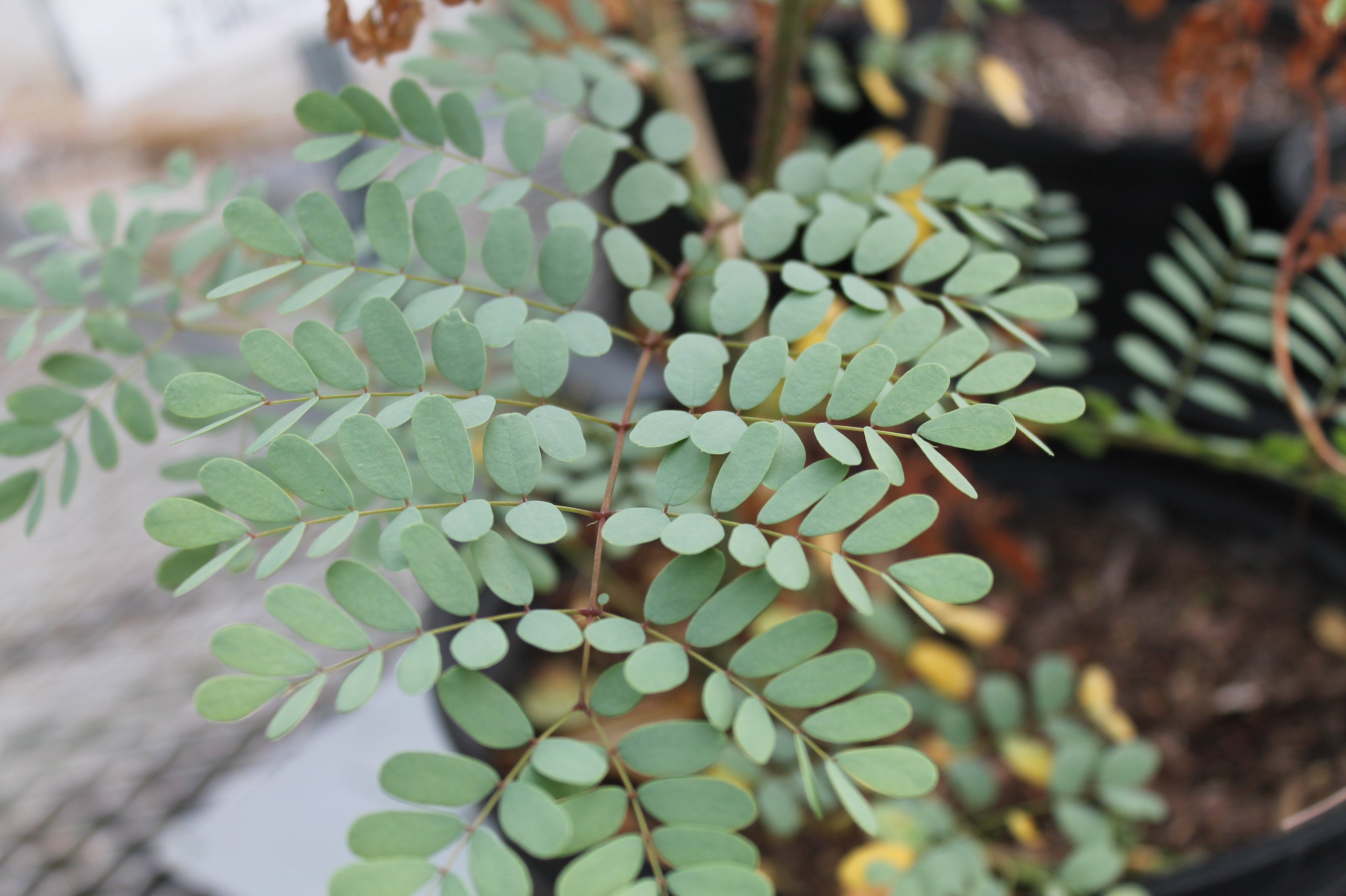 Pride of Barbados | Painted Flower Farm
