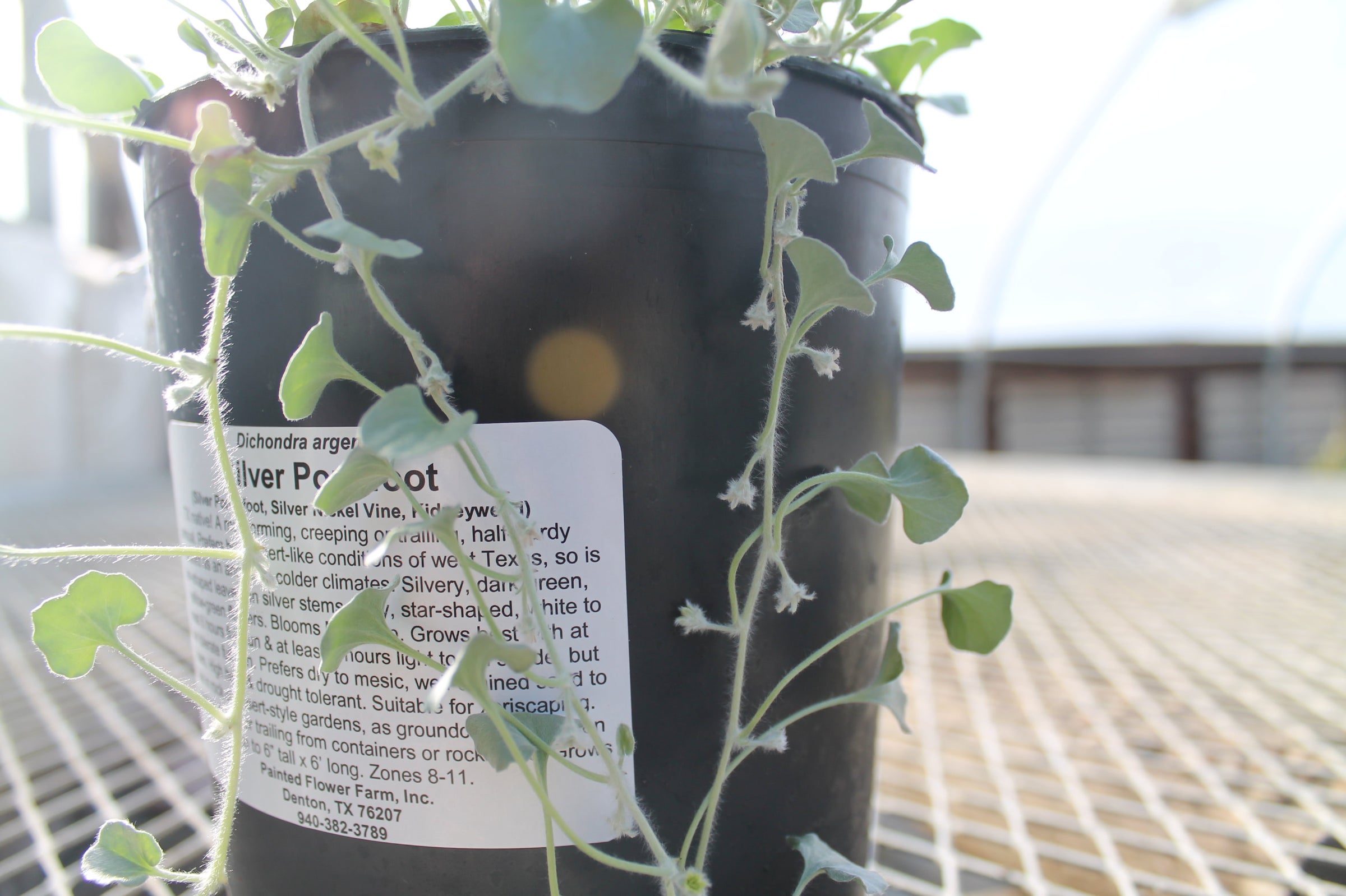 Ponyfoot, Silver | Painted Flower Farm