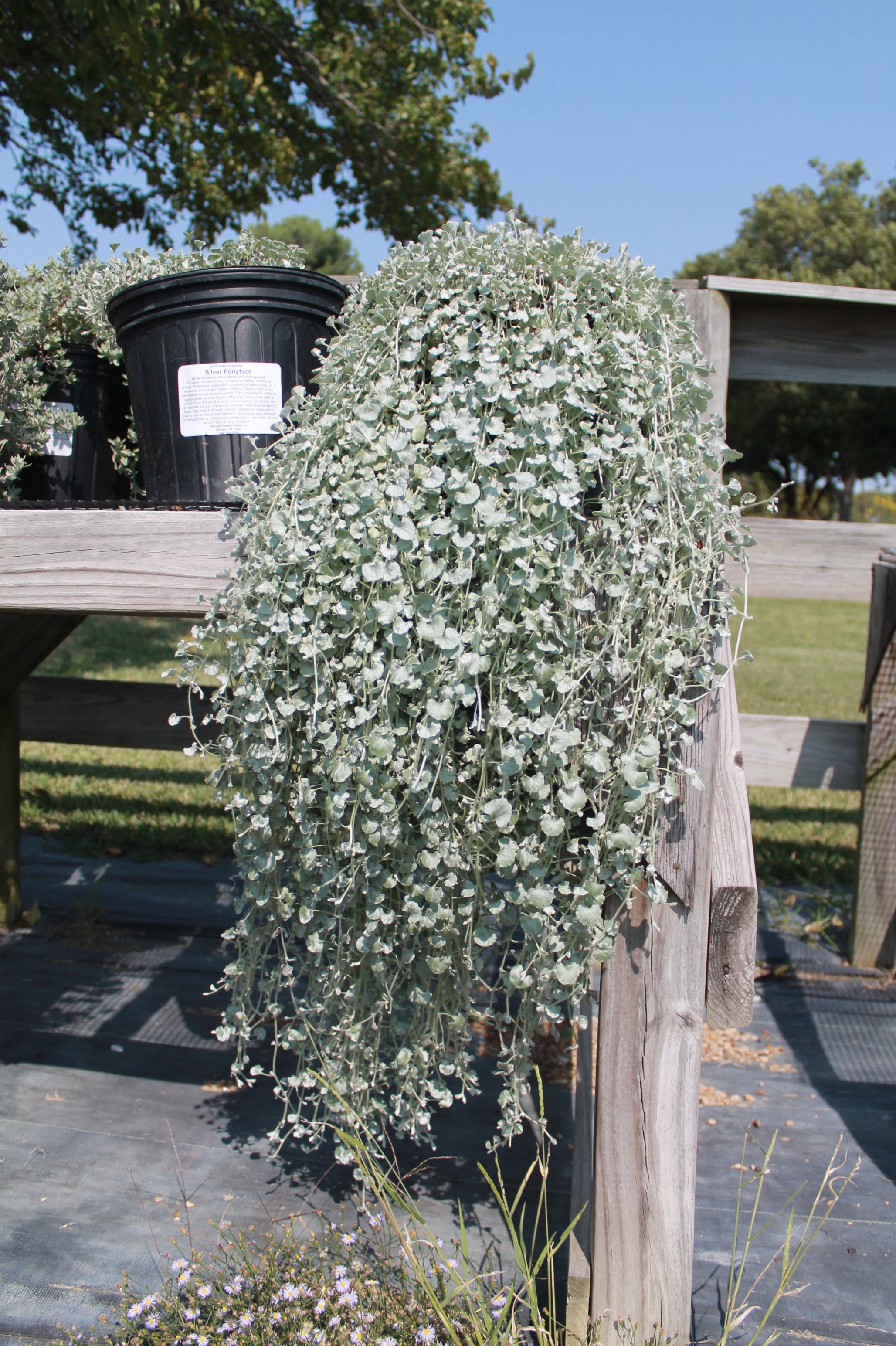 Ponyfoot, Silver | Painted Flower Farm