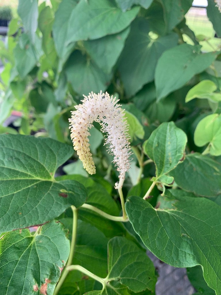 Lizard’s Tail | Painted Flower Farm