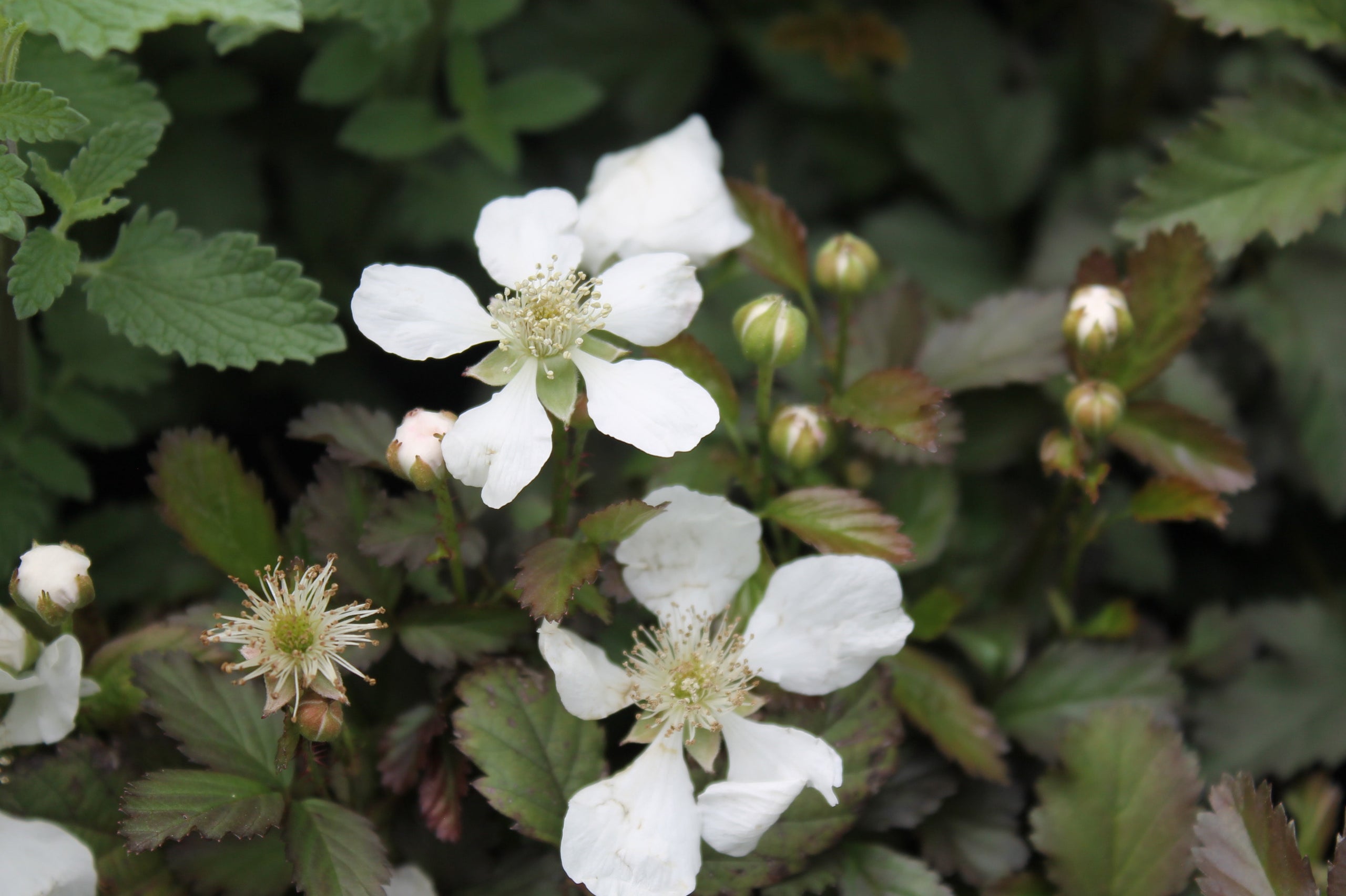Dewberry, Southern | Painted Flower Farm