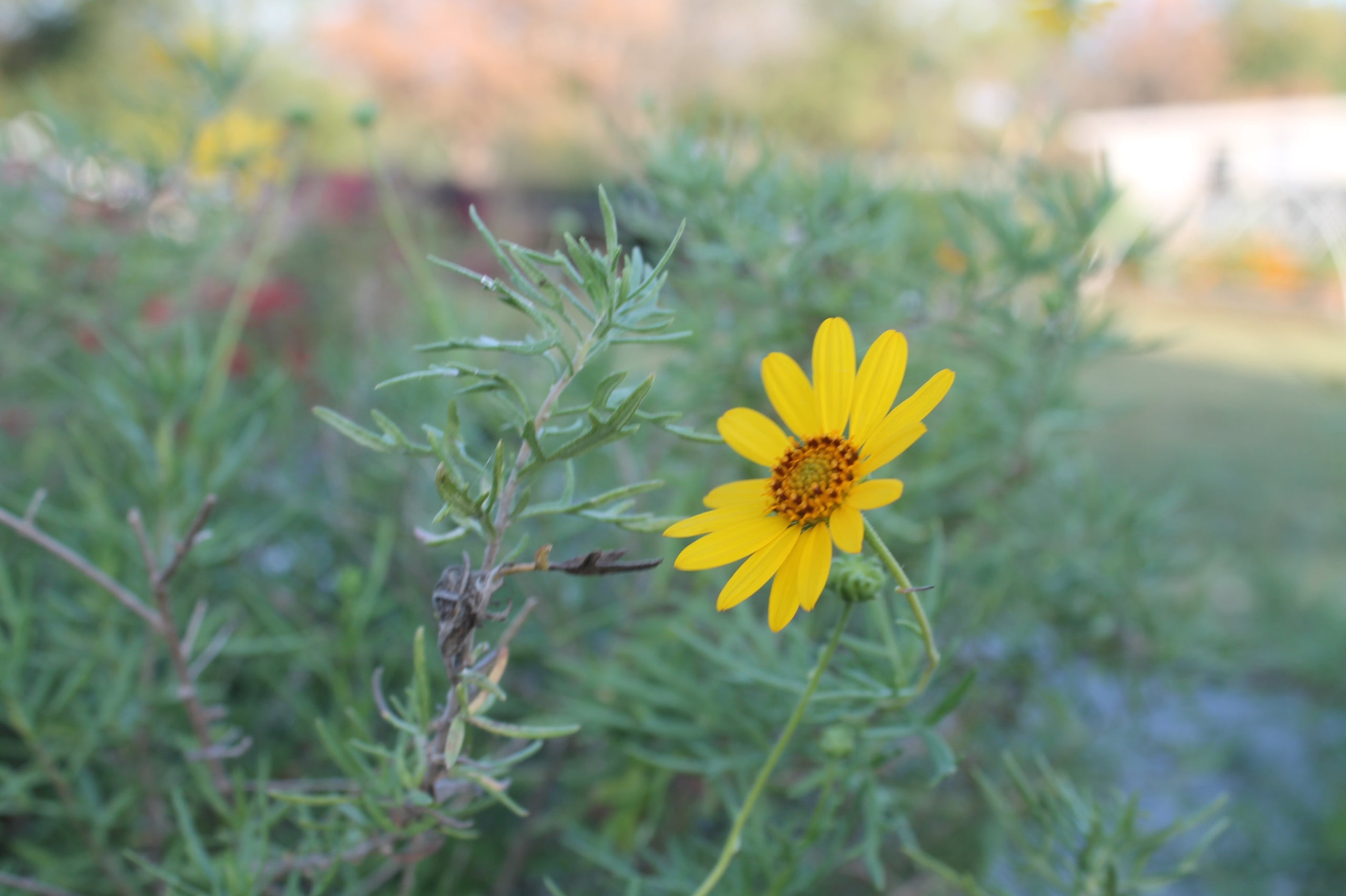 Goldeneye, Skeleton-leaf | Painted Flower Farm