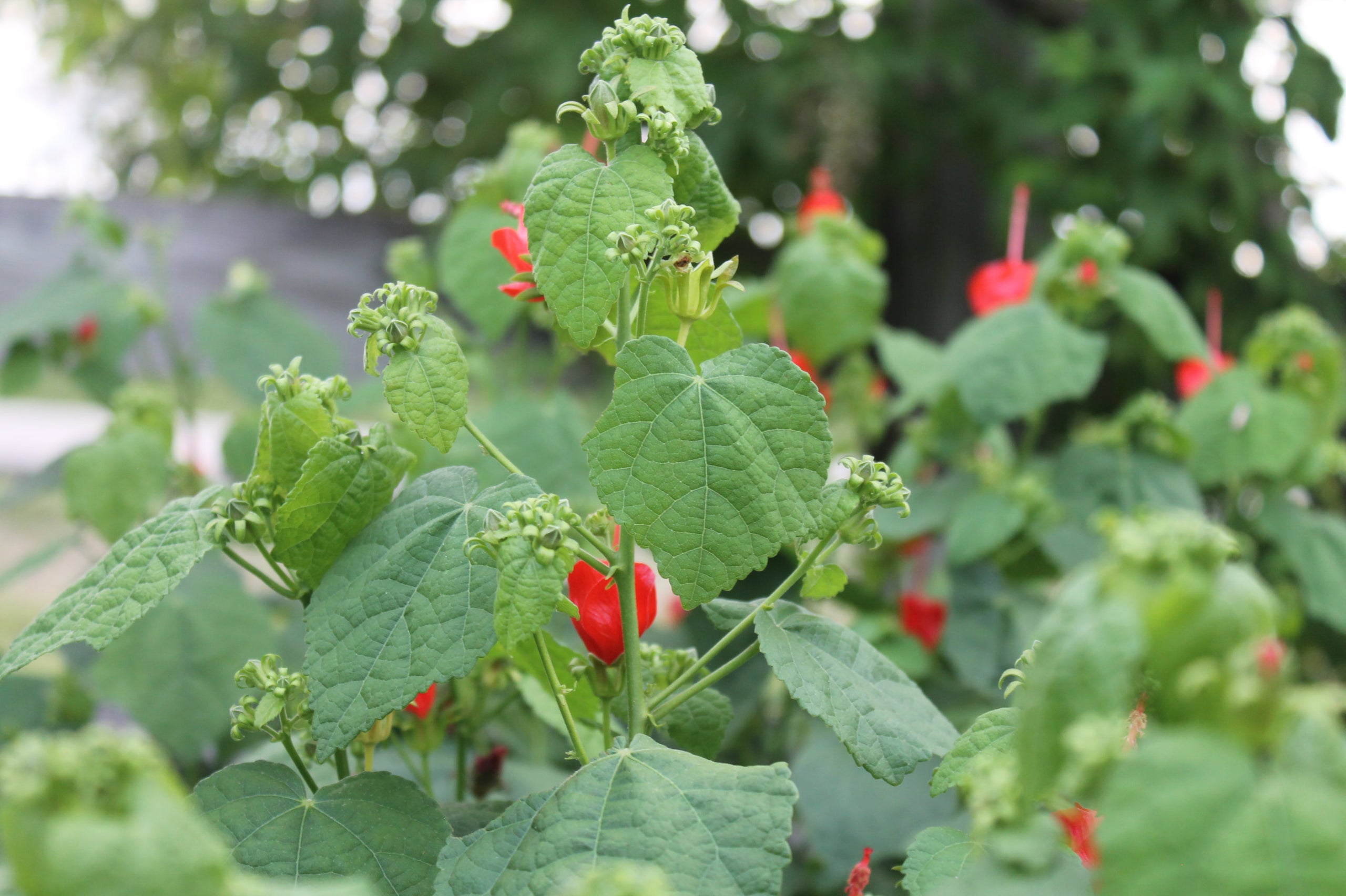 Turk’s Cap, Red | Painted Flower Farm