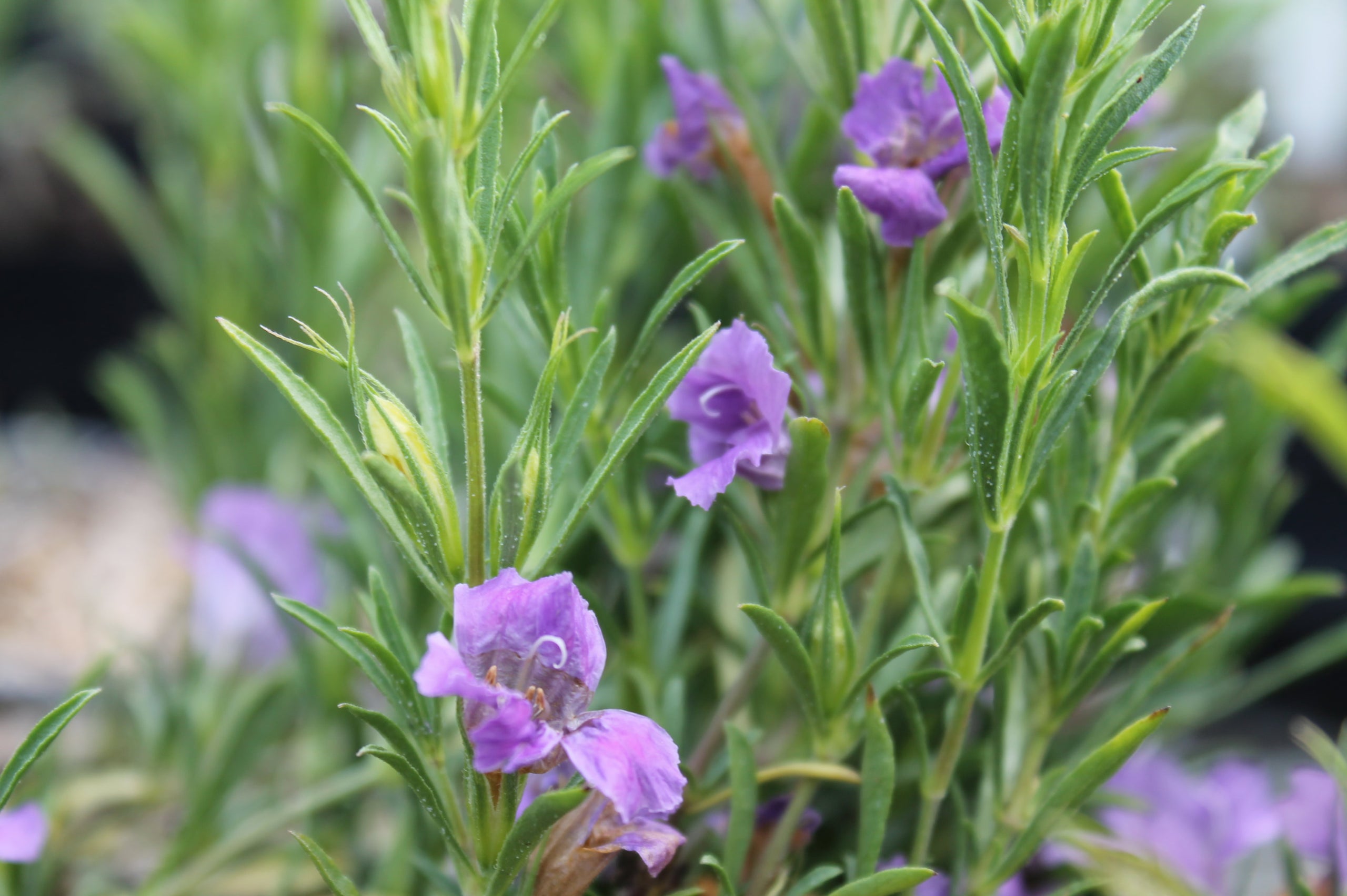 Snake Herb | Painted Flower Farm