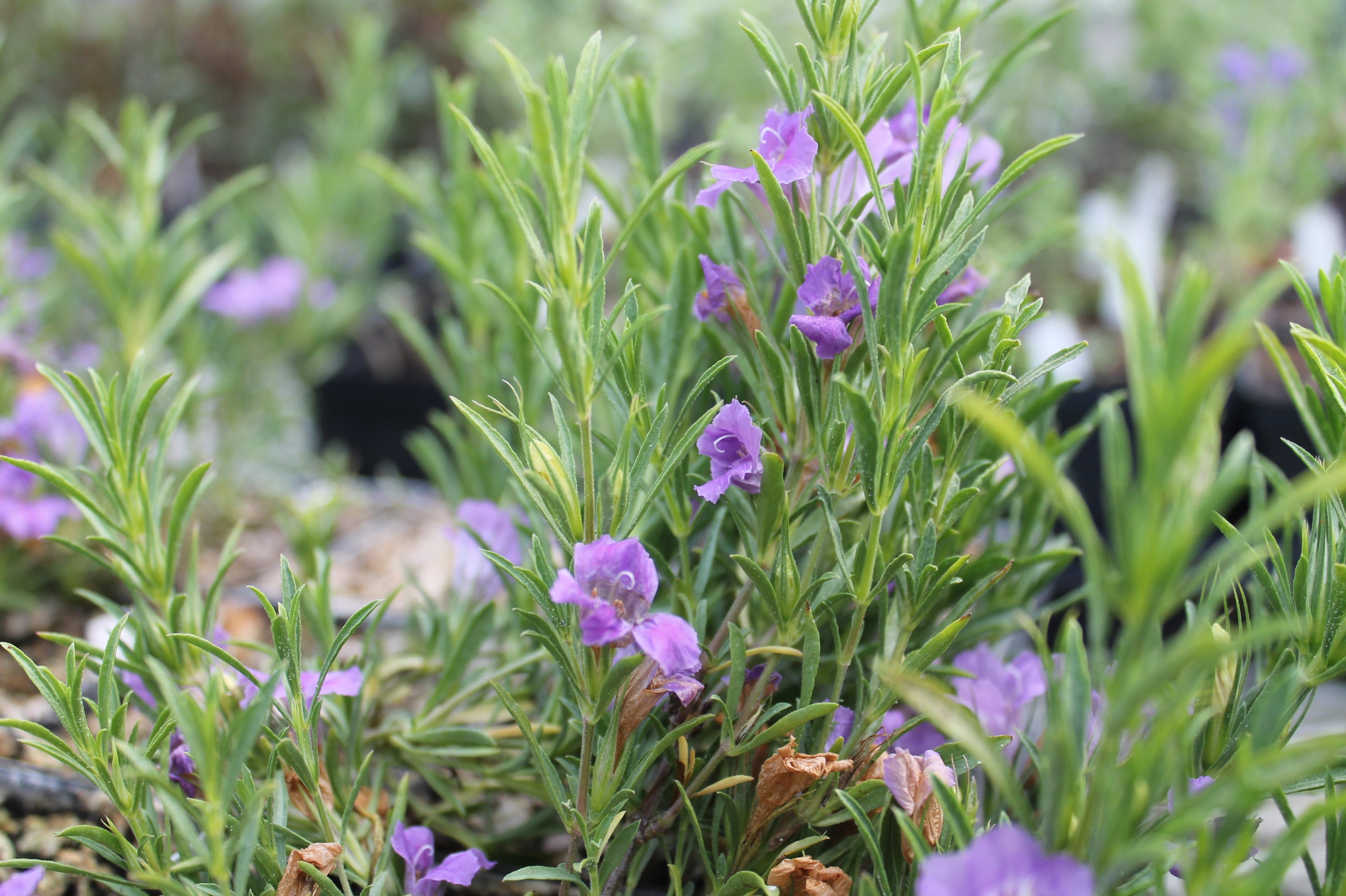 Snake Herb | Painted Flower Farm