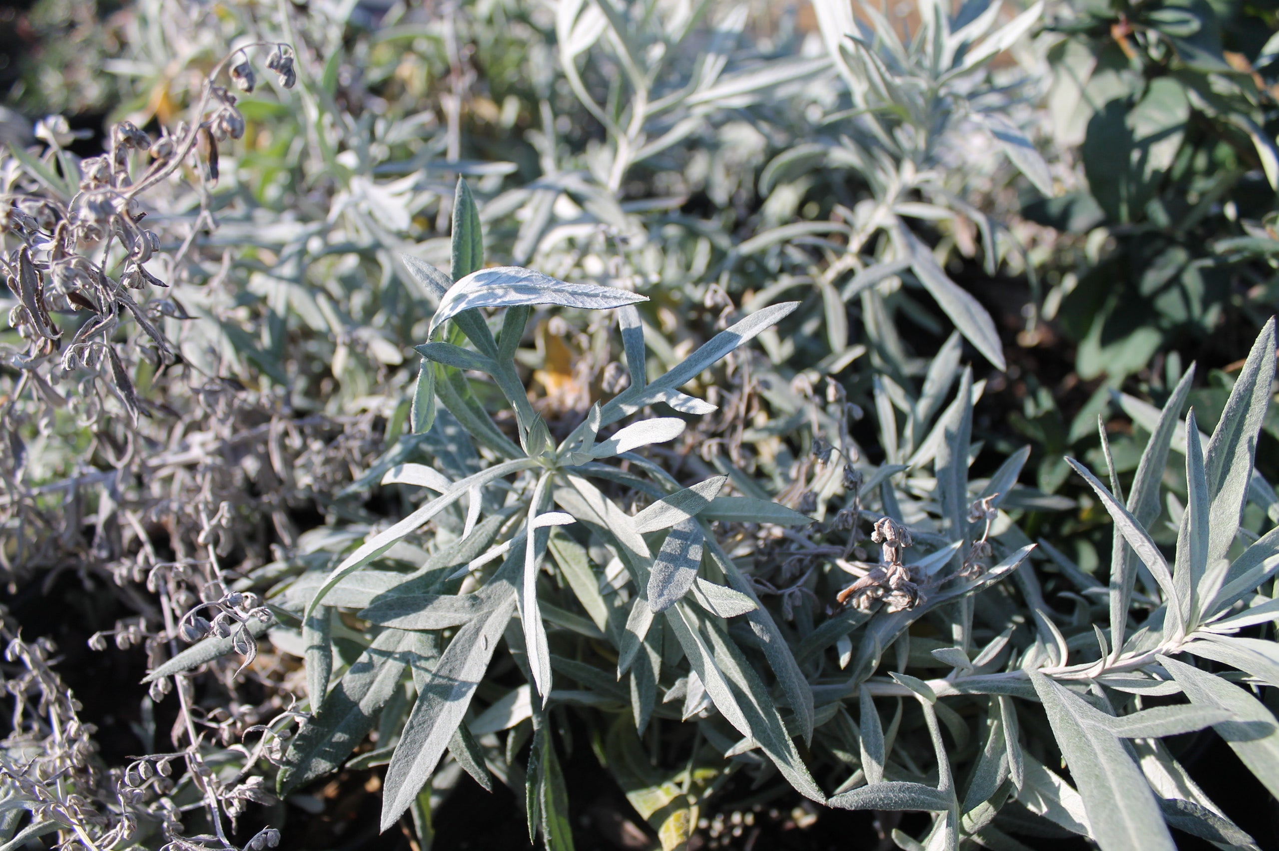 Sagebrush, White Prairie | Painted Flower Farm