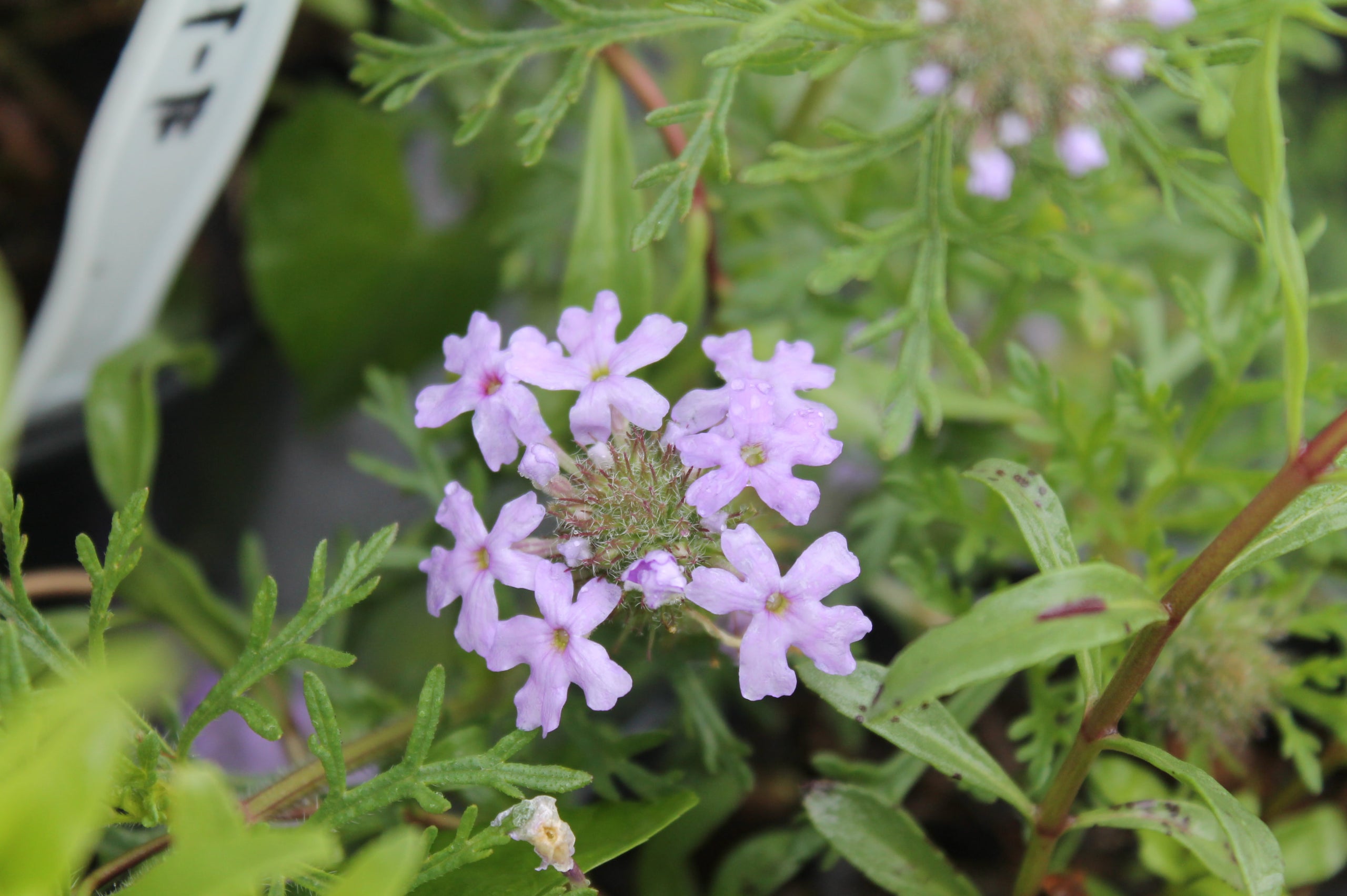 Verbena, Prairie | Painted Flower Farm