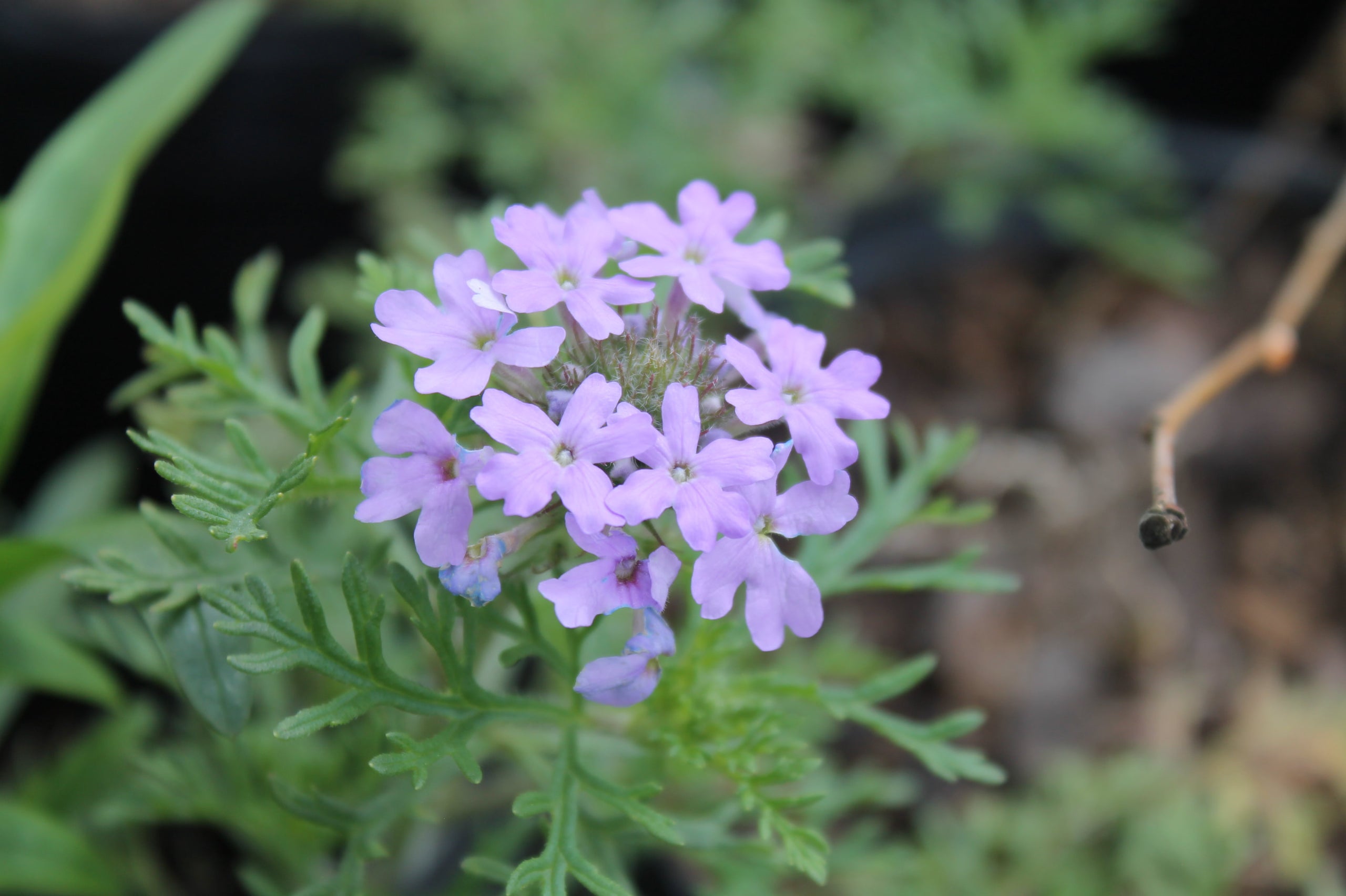 Verbena, Prairie | Painted Flower Farm
