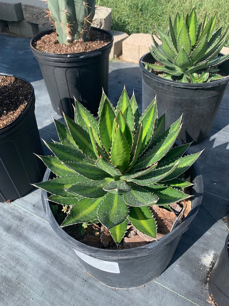 Agave, Splendida | Painted Flower Farm