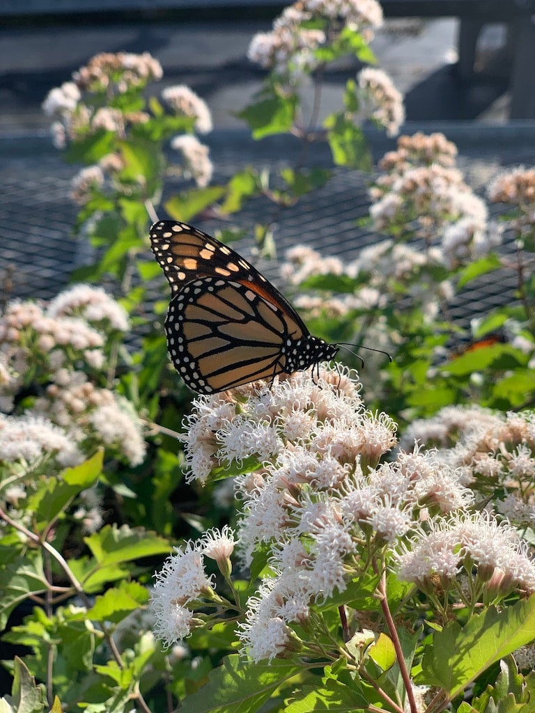 Mistflower, Fragrant White | Painted Flower Farm