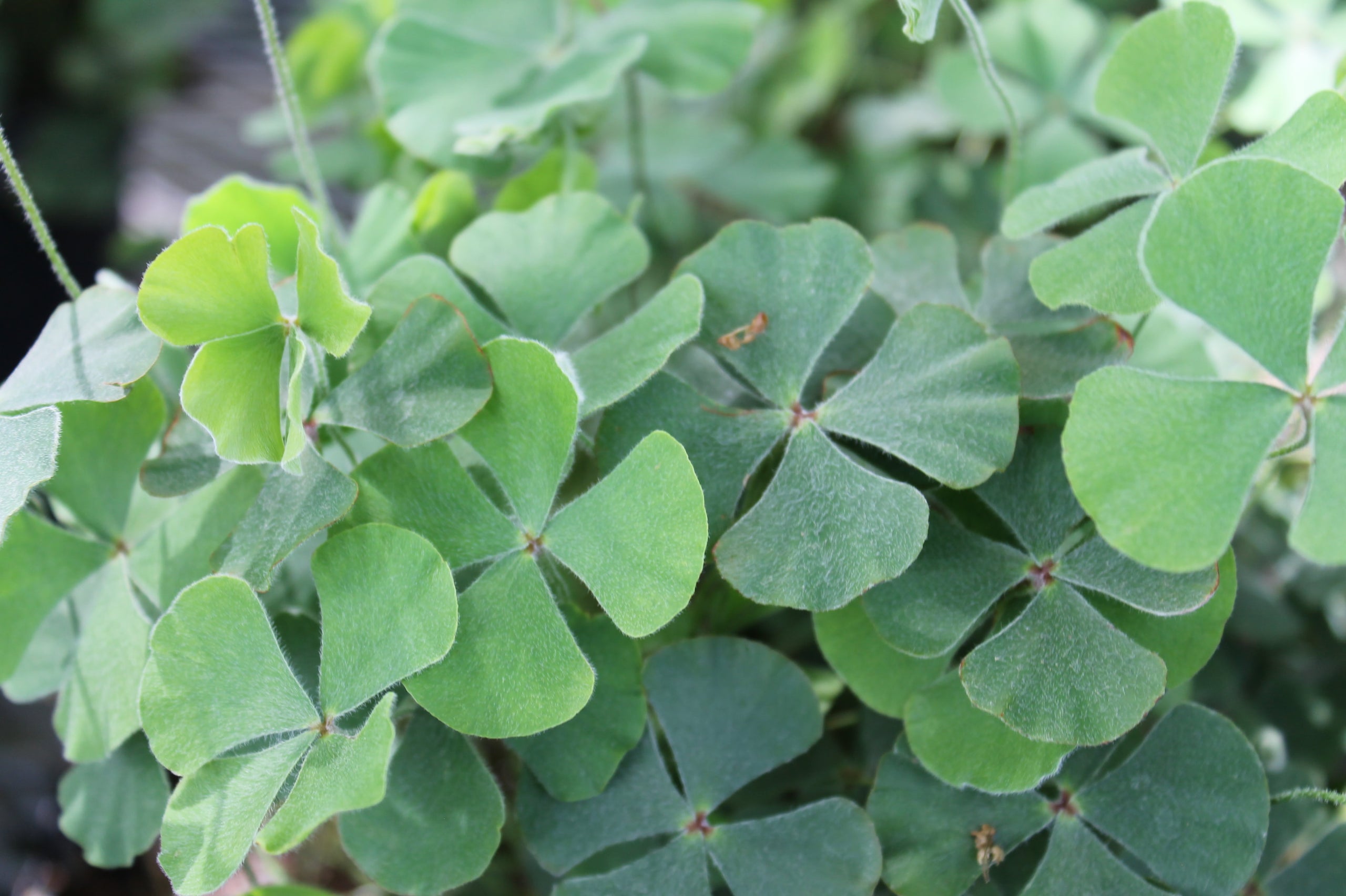 Fern, Clover | Painted Flower Farm