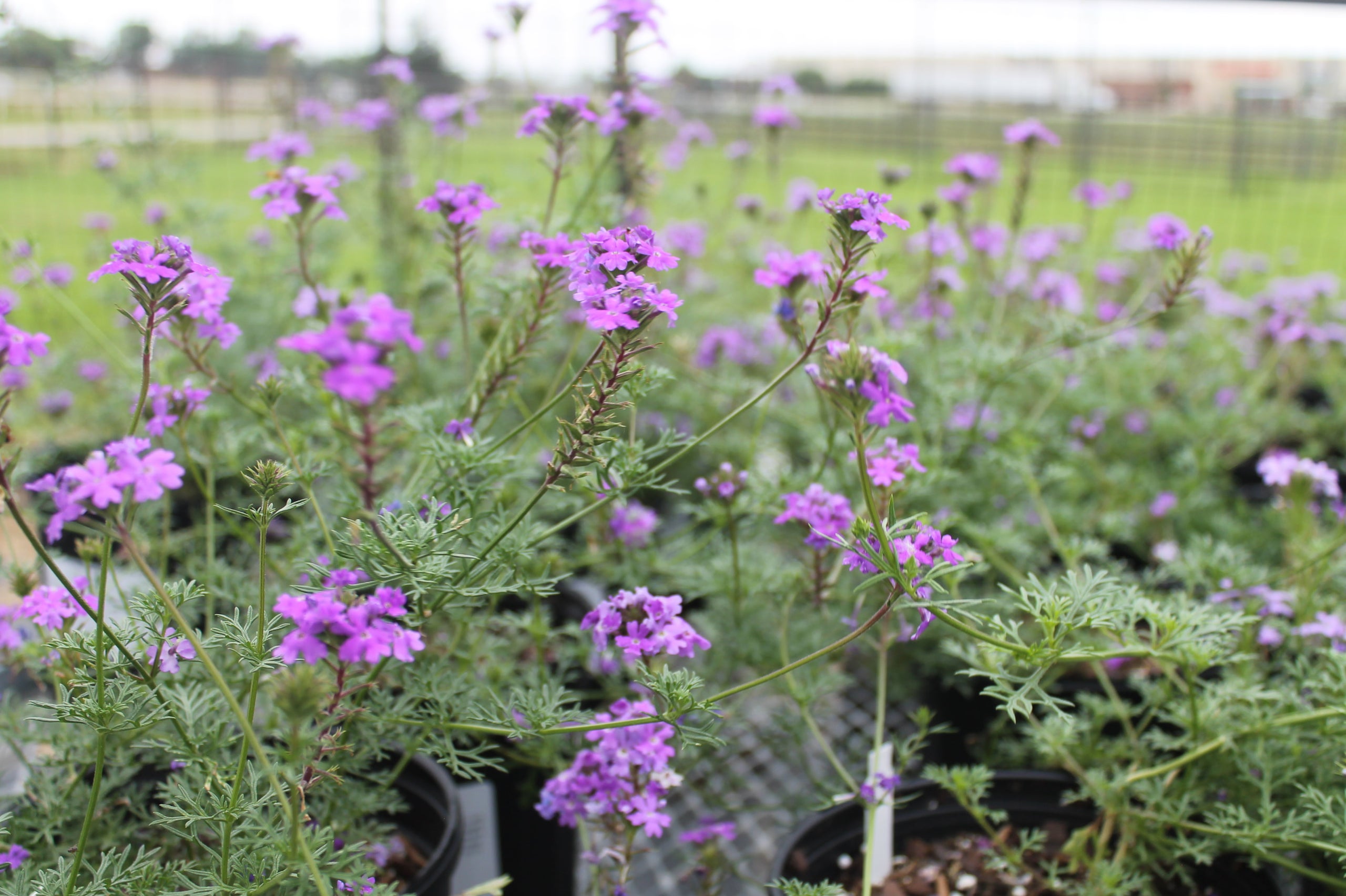 Verbena, Moss | Painted Flower Farm