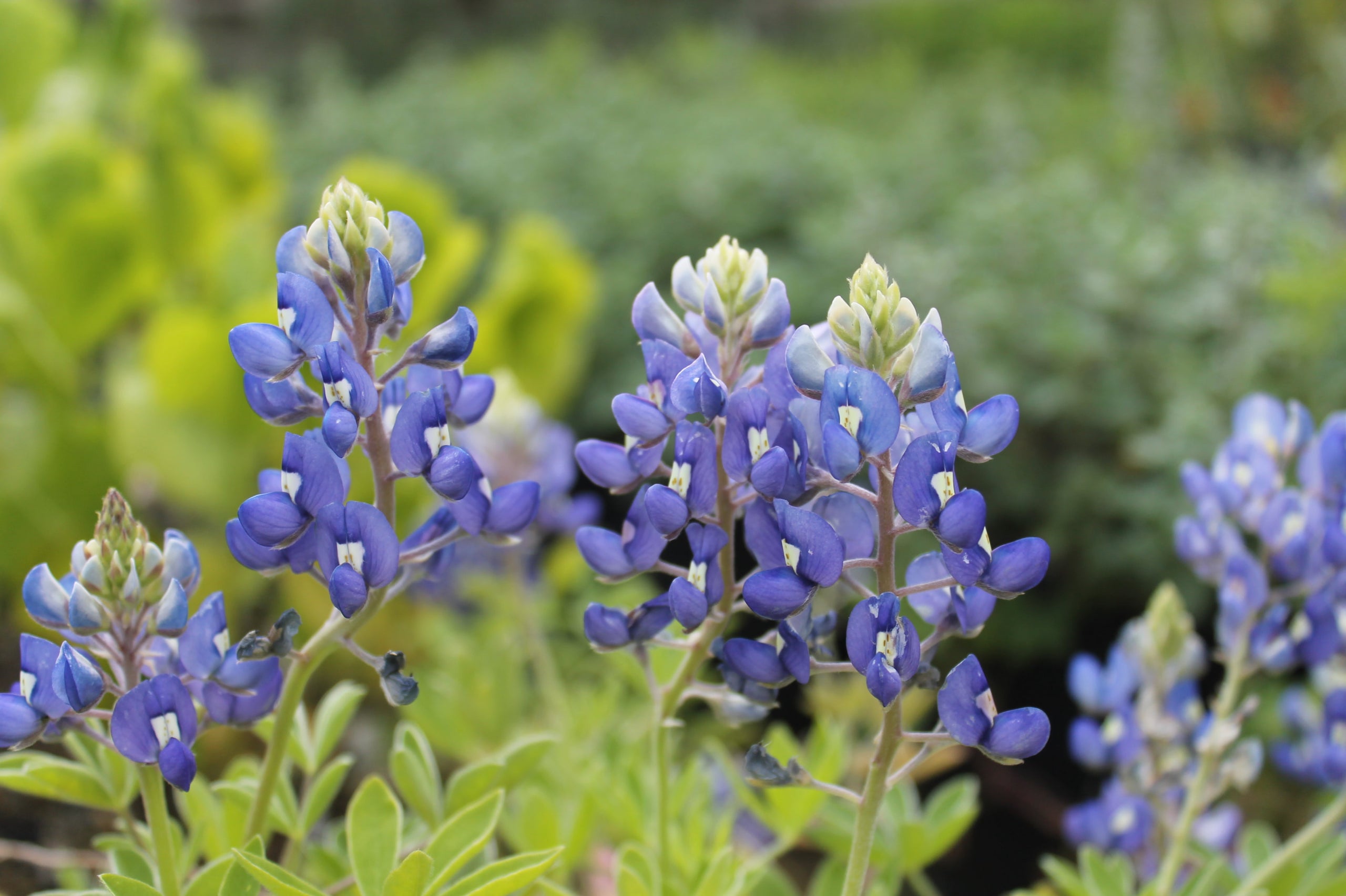 Bluebonnets, Texas | Painted Flower Farm