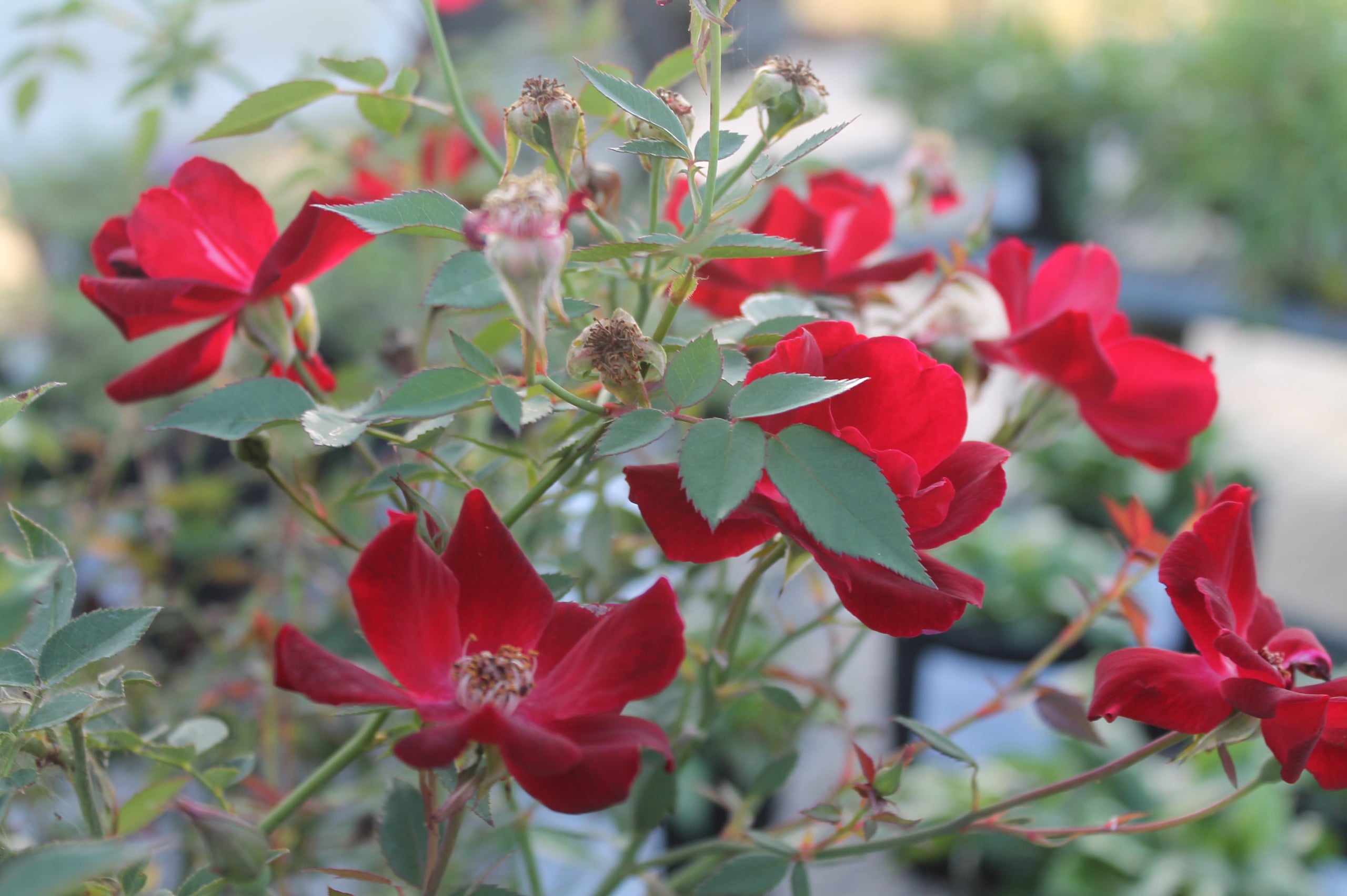 Rose, Martha Gonzales | Painted Flower Farm