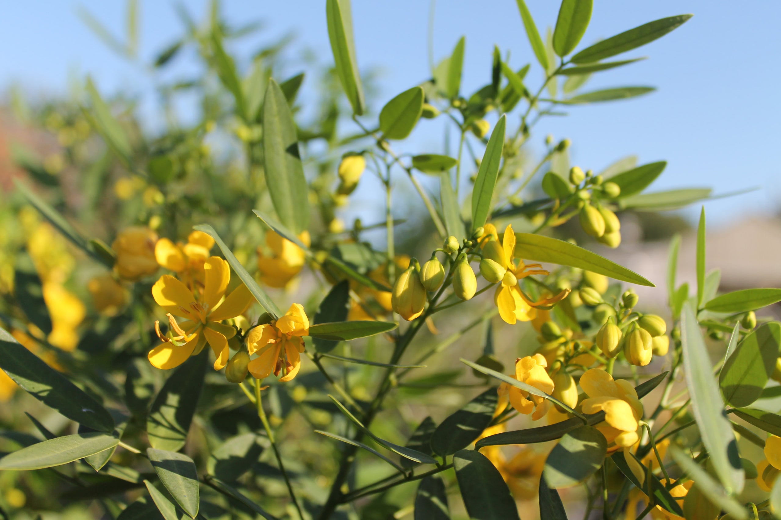 Senna, Common Tree | Painted Flower Farm