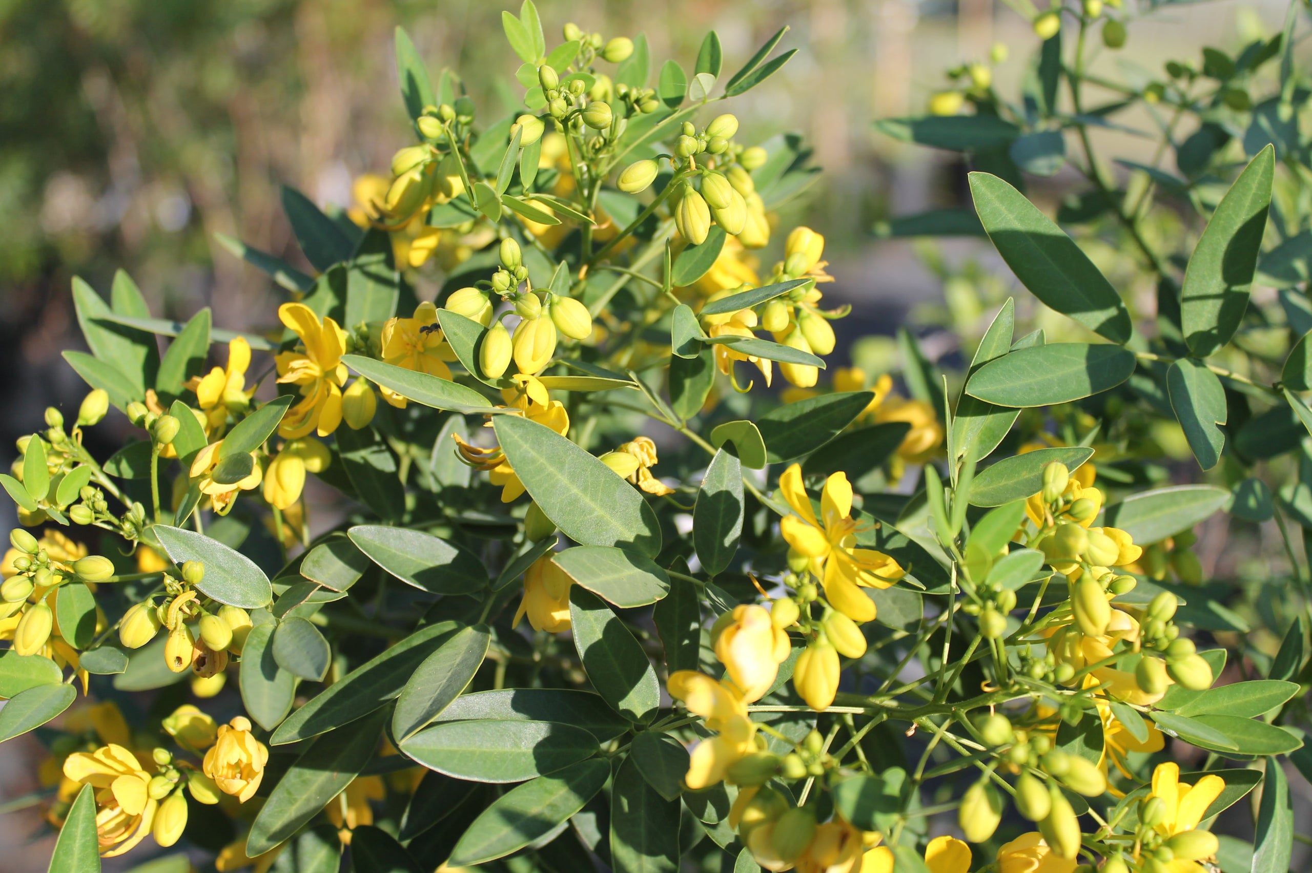 Senna, Common Tree | Painted Flower Farm