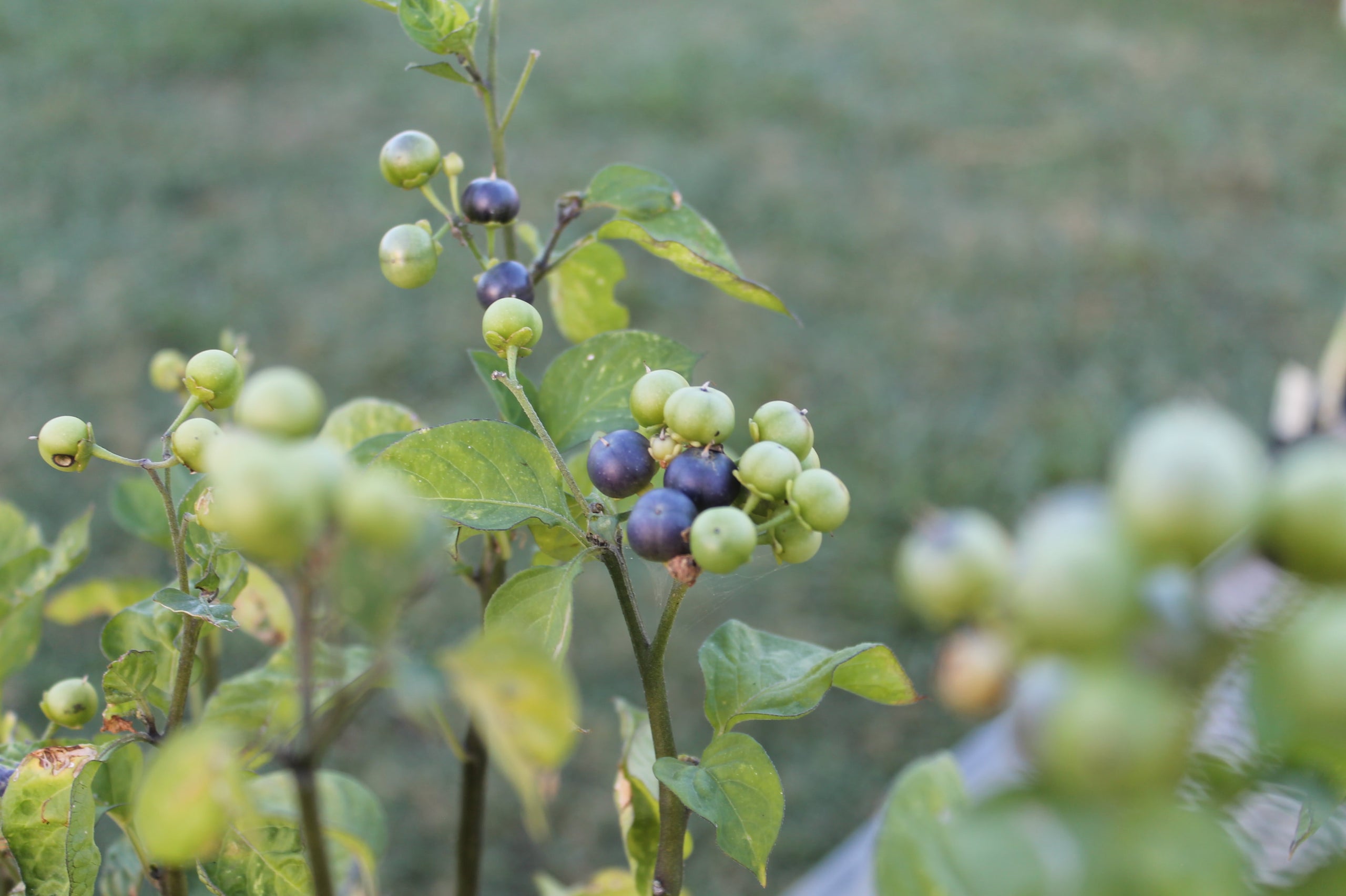 Huckleberry, Garden | Painted Flower Farm