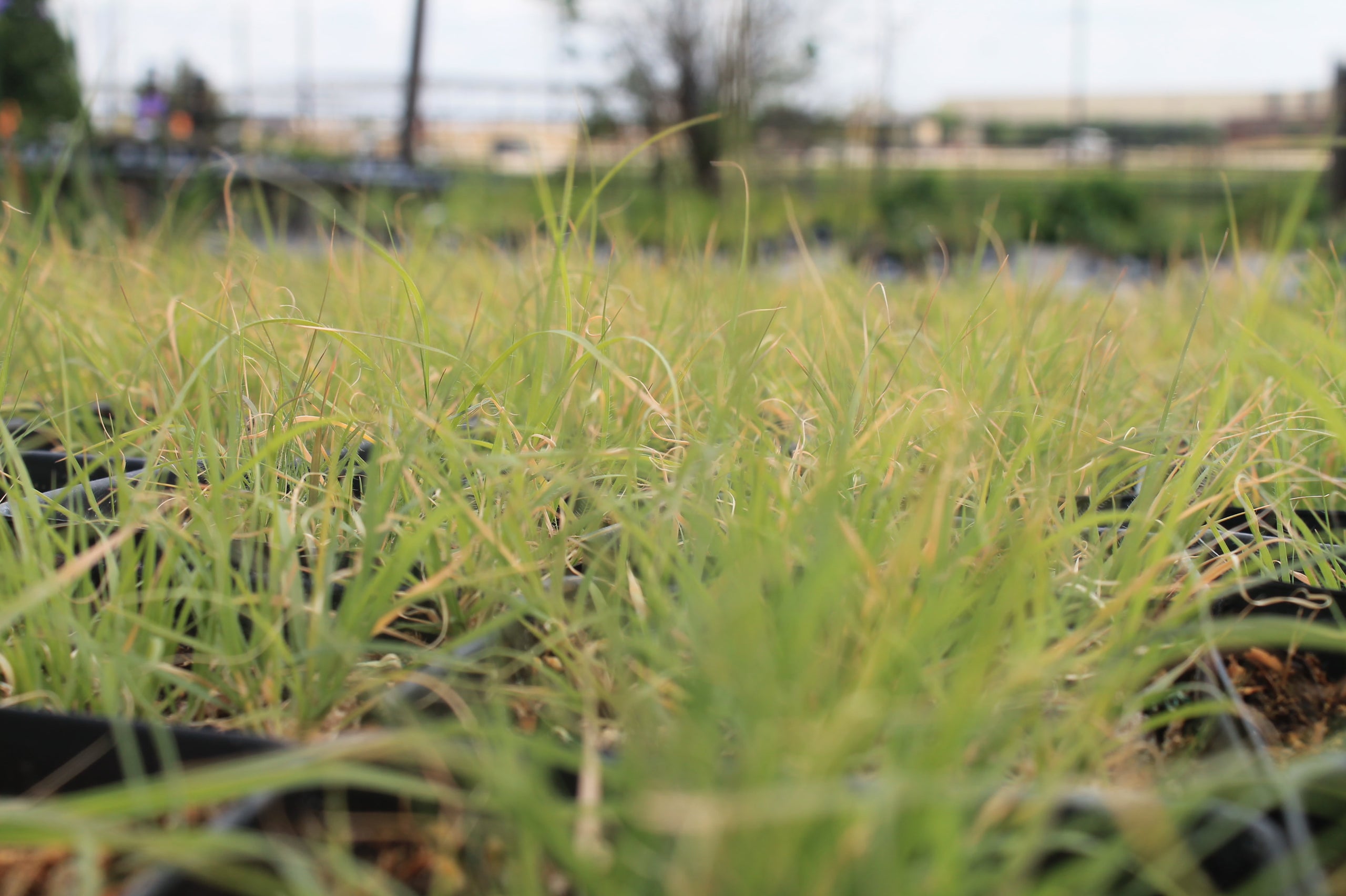 Buffalograss | Painted Flower Farm