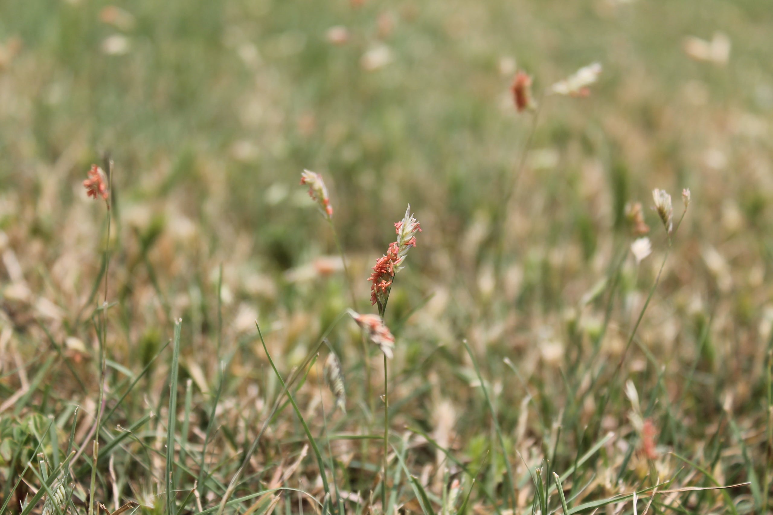 Buffalograss | Painted Flower Farm