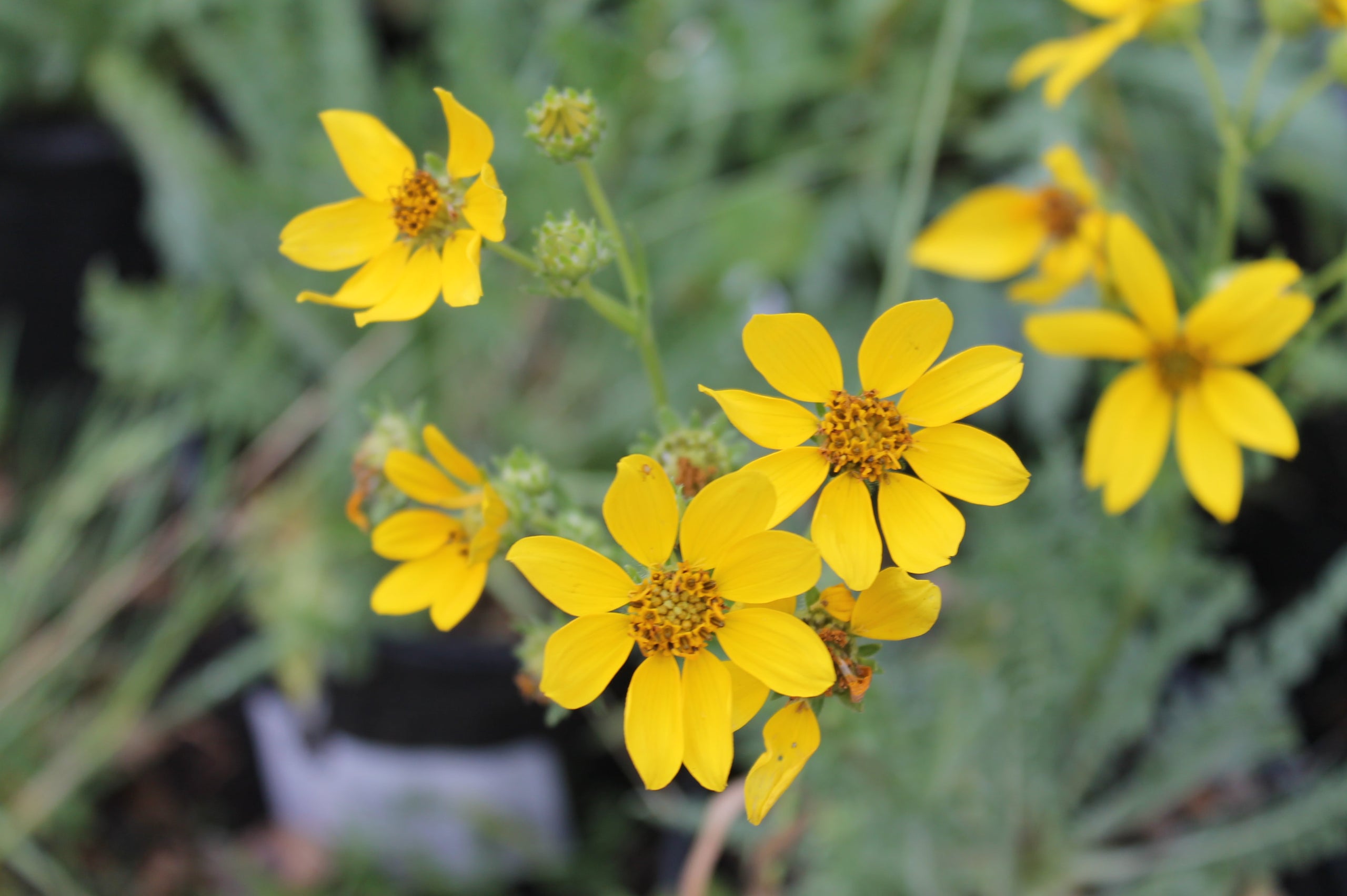 Daisy, Cutleaf | Painted Flower Farm